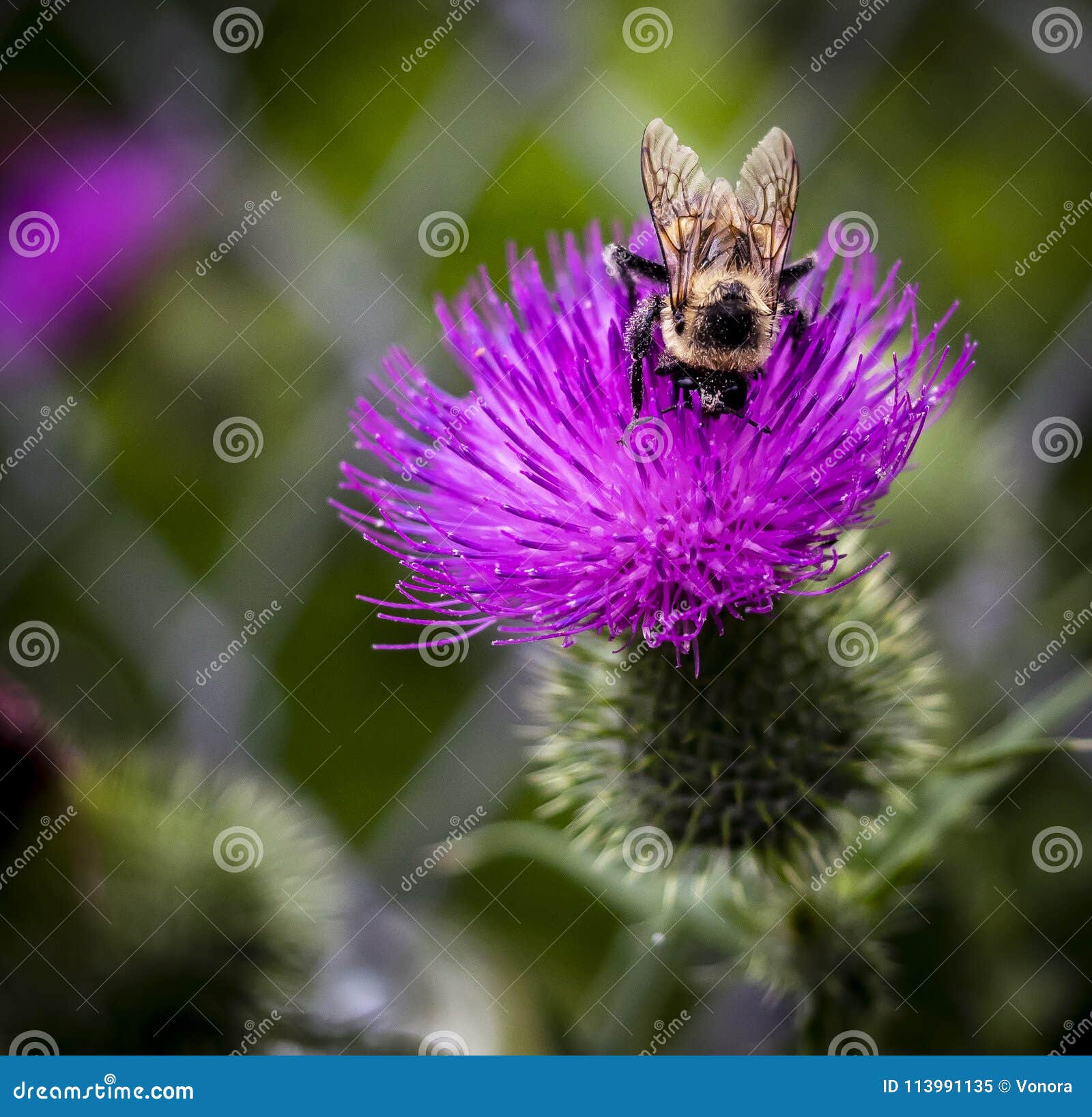 Bombo sul fiore immagine stock. Immagine di erba, giorno - 113991135