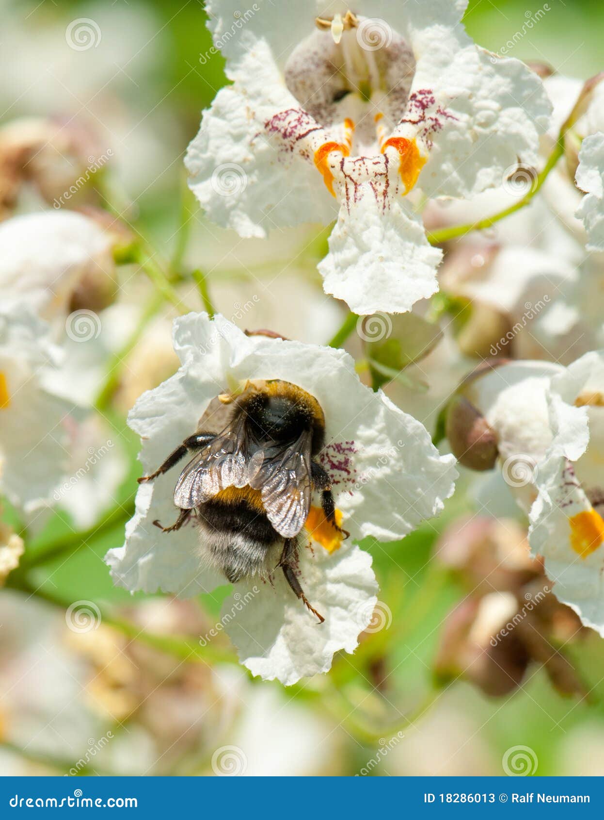Bombo in Un Fiore Di Un Albero Del Sigaro Immagine Stock - Immagine di ...