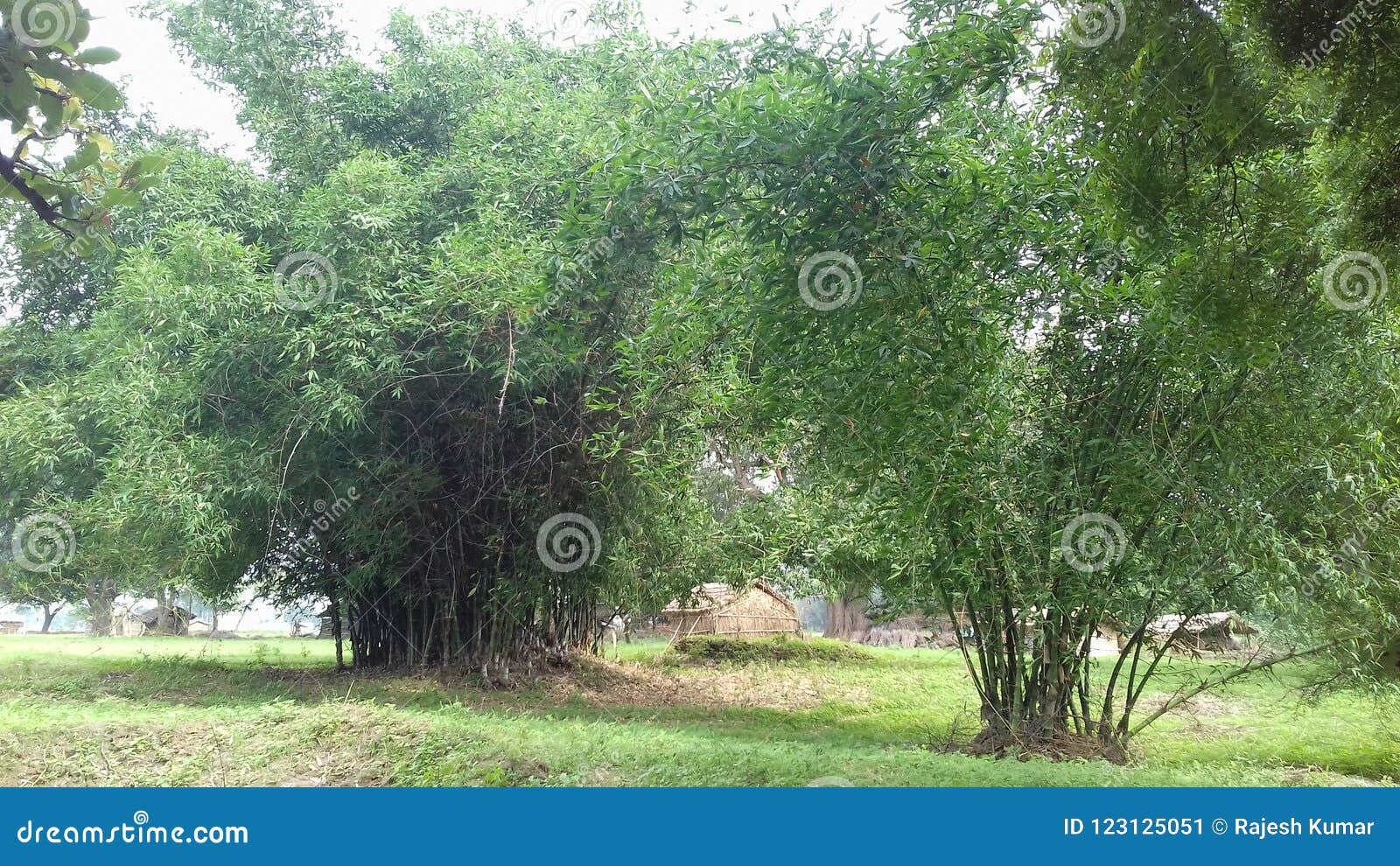 Bomboo stock image. Image of bambootree, greenfield - 123125051