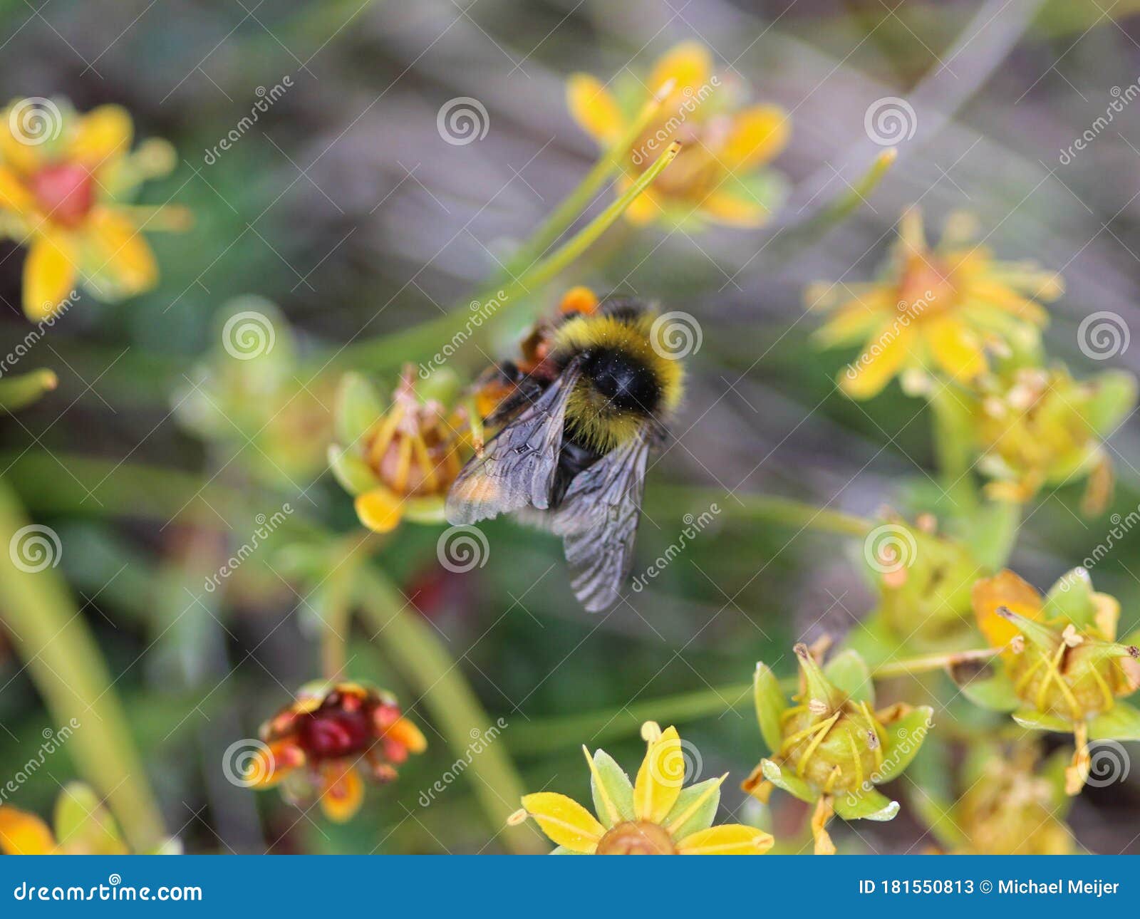 Bombus Cryptarum, Also Know As the Cryptic Bumblebee Stock Image ...