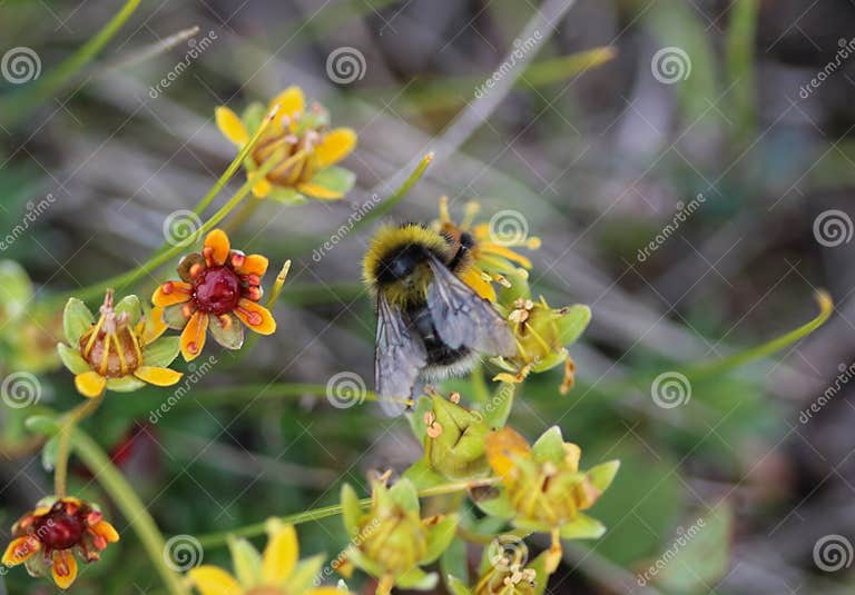 Bombus Cryptarum, Also Know As the Cryptic Bumblebee Stock Photo ...