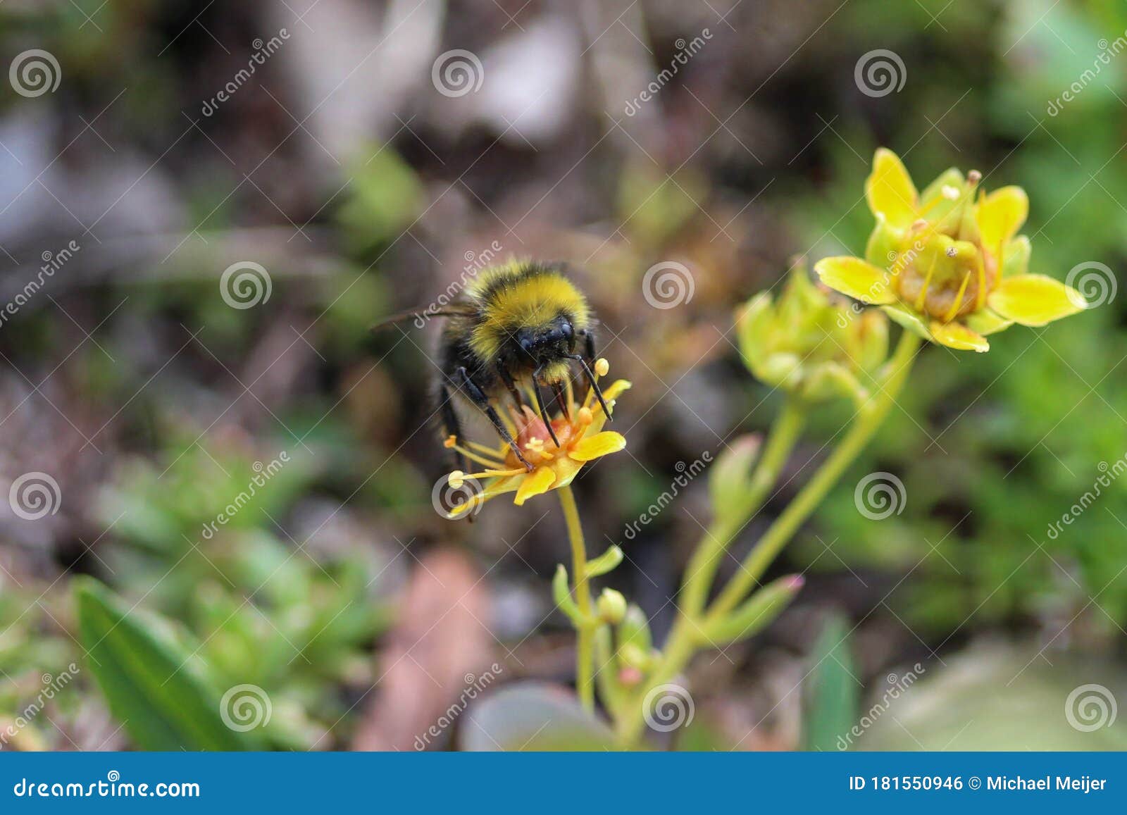 Bombus Cryptarum, Also Know As the Cryptic Bumblebee Stock Photo ...