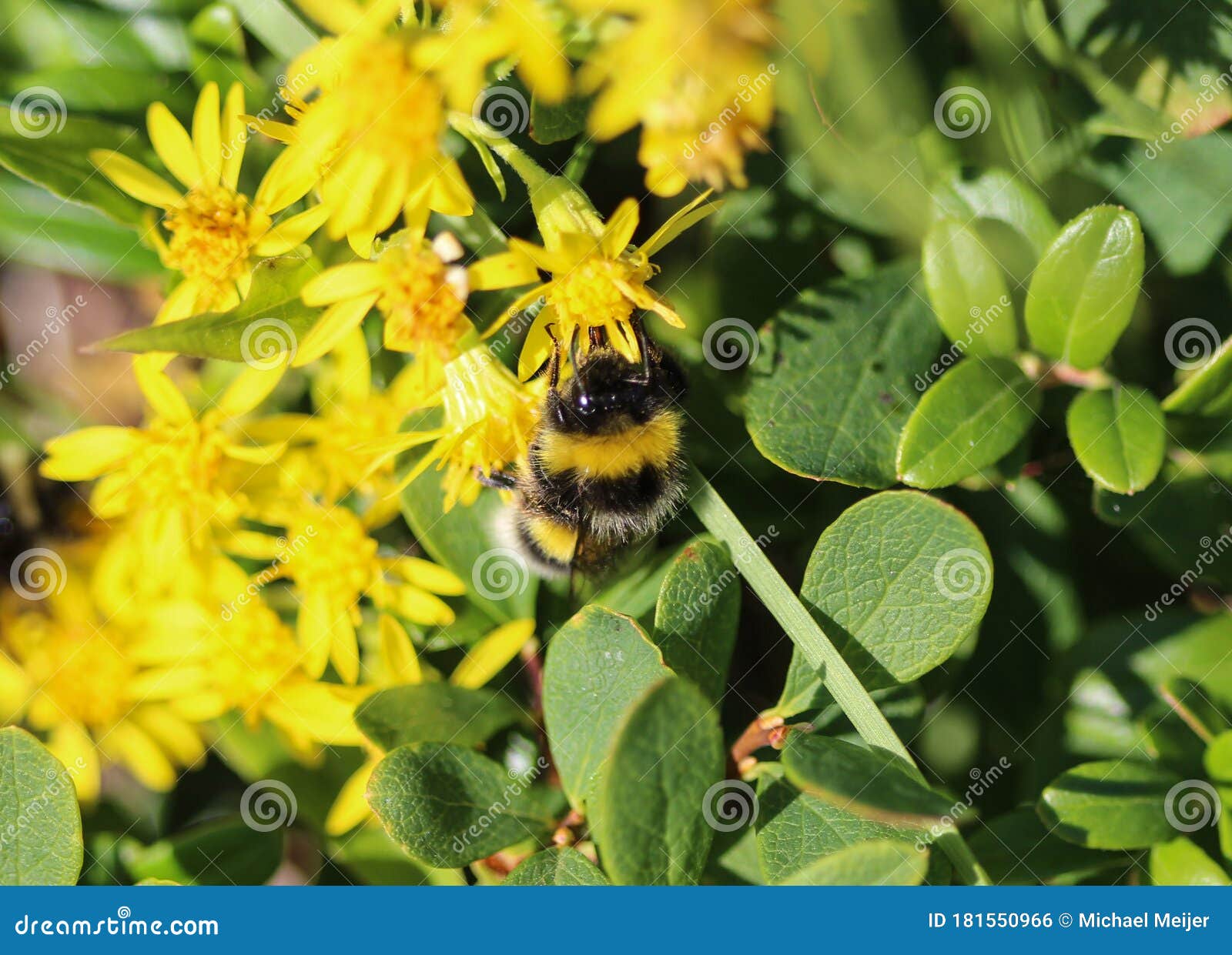Bombus Cryptarum, Also Know As the Cryptic Bumblebee Stock Photo ...