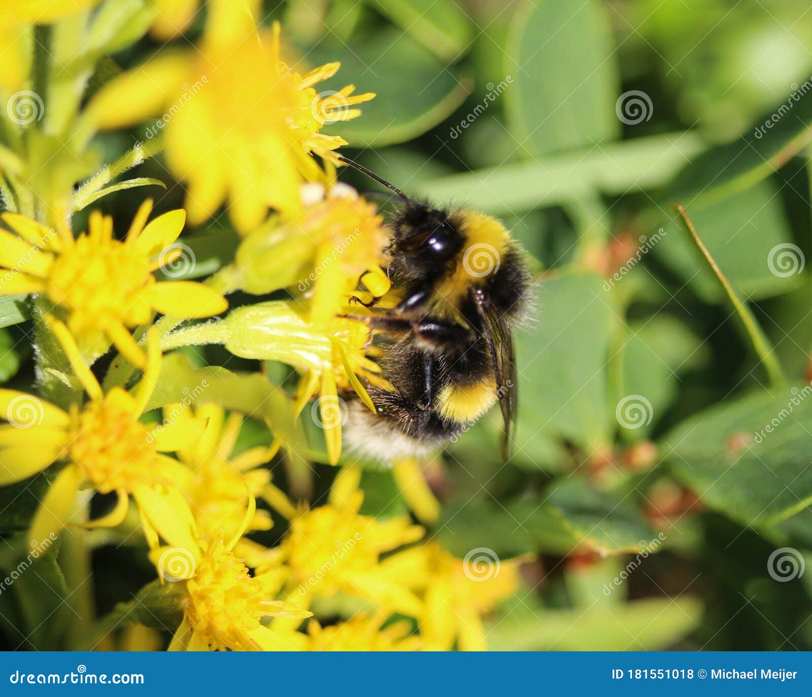 Bombus Cryptarum, Also Know As the Cryptic Bumblebee Stock Photo ...