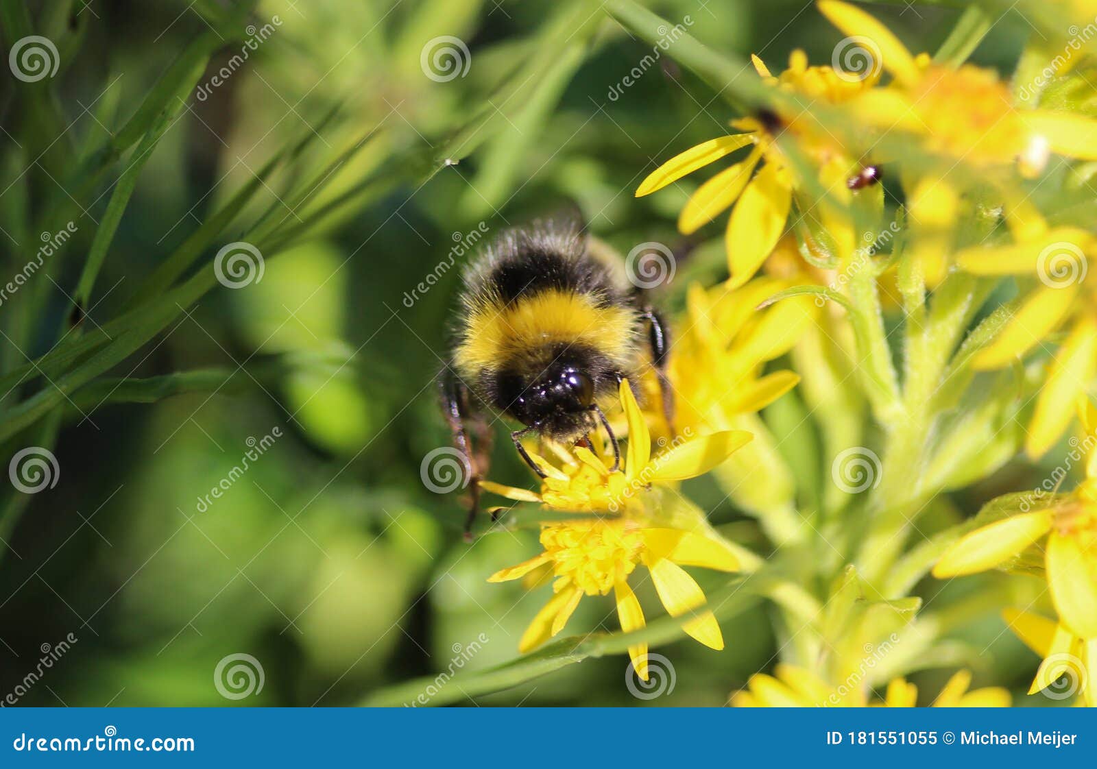 Bombus Cryptarum, Also Know As the Cryptic Bumblebee Stock Image ...