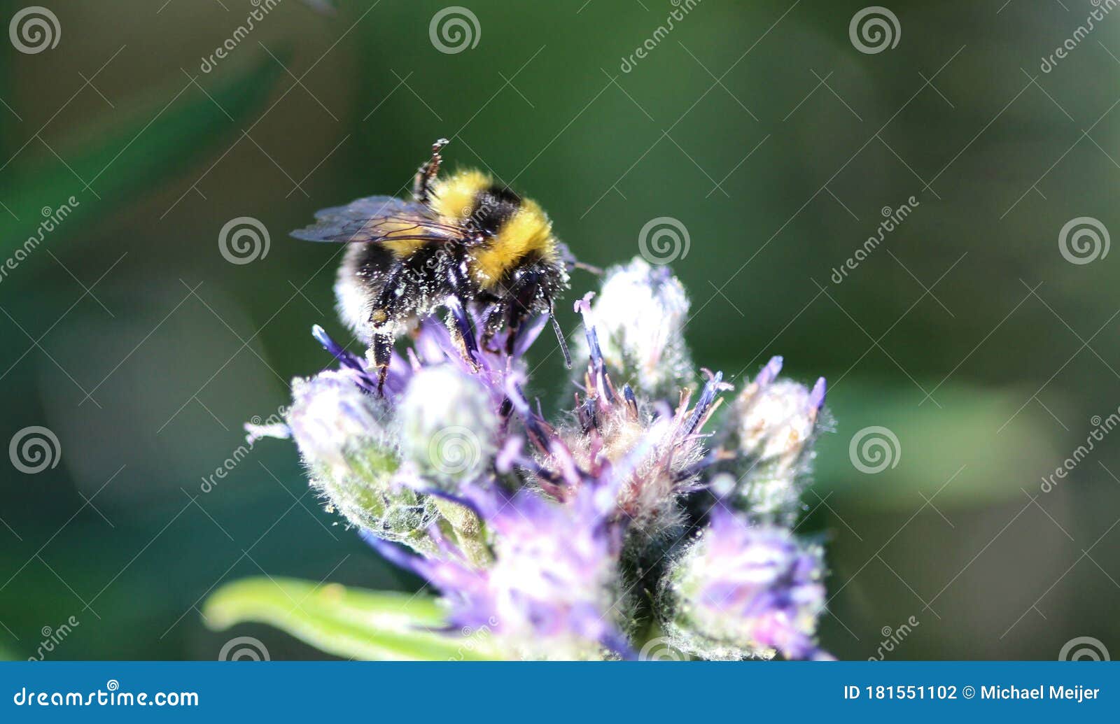 Bombus Cryptarum, Also Know As the Cryptic Bumblebee Stock Photo ...