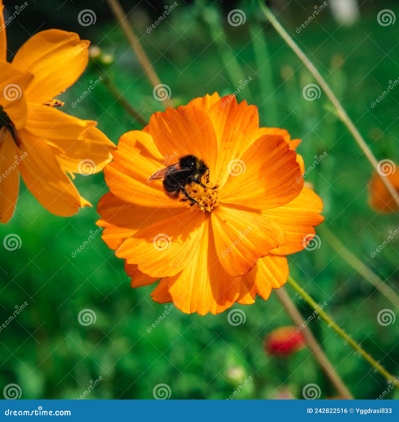 Bombus Lapidarius on Orange Flowers Stock Photo - Image of orange ...