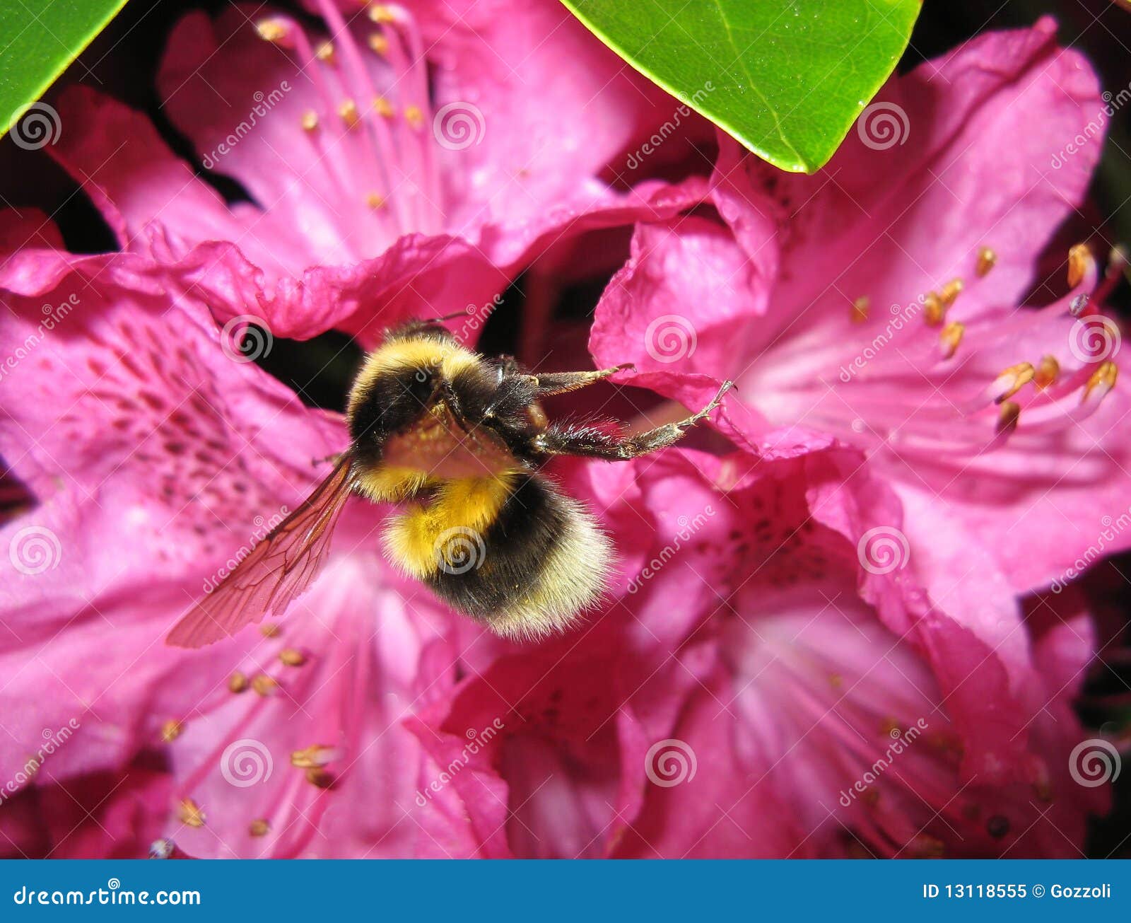 Bombus sp Bumble Bee stock image. Image of health, green - 13118555