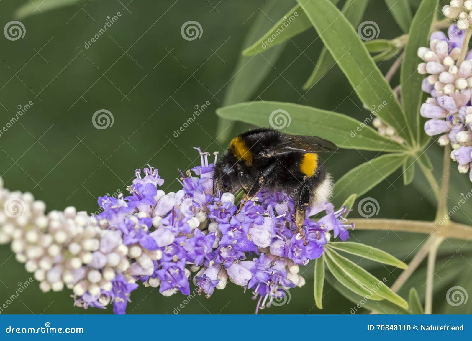 Buff-tailed Bumblebee, Bumblebee, Dumbledor, Dumbledore Stock Image ...