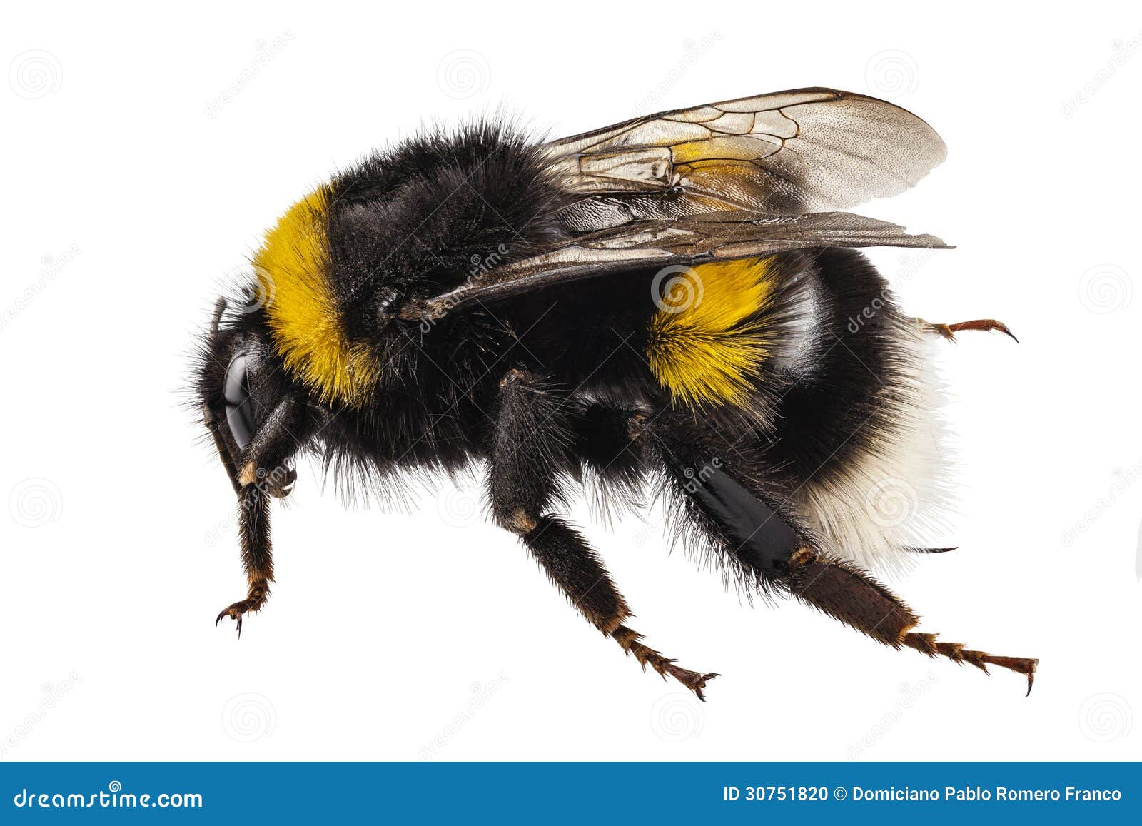 Bombus Terrestris Di Specie Del Bombo Fotografia Stock - Immagine di ...