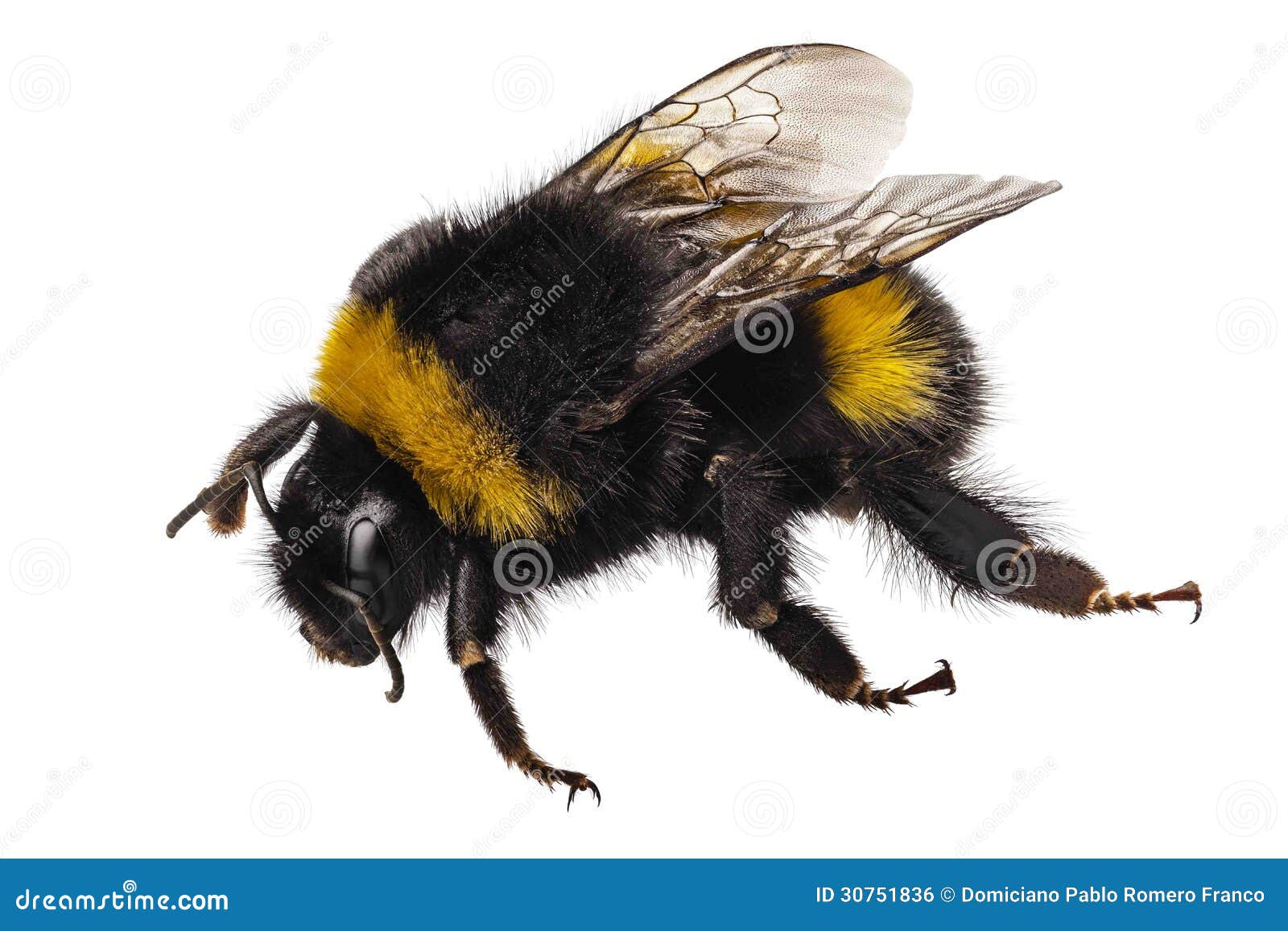 Bombus Terrestris Di Specie Del Bombo Fotografia Stock - Immagine di ...