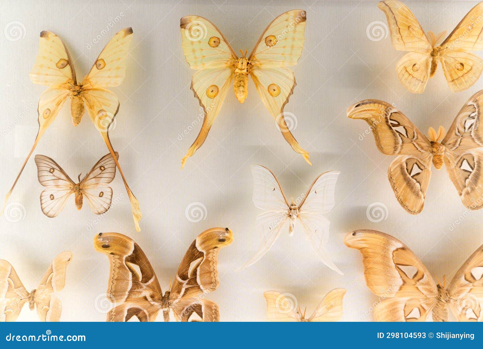 Bombycidae moth stock image. Image of animal, animals - 298104593