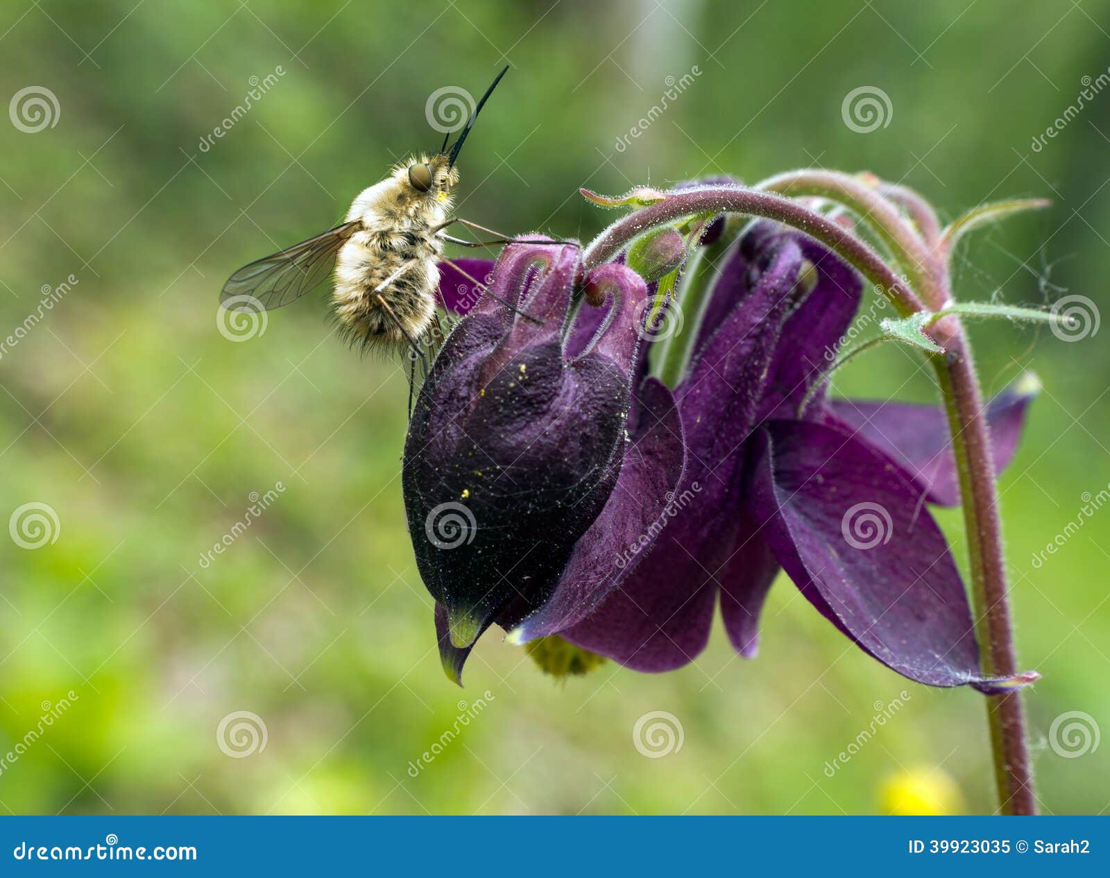 Bombylius - Beefly on Dark Maroon Aquilegia Stock Image - Image of ...