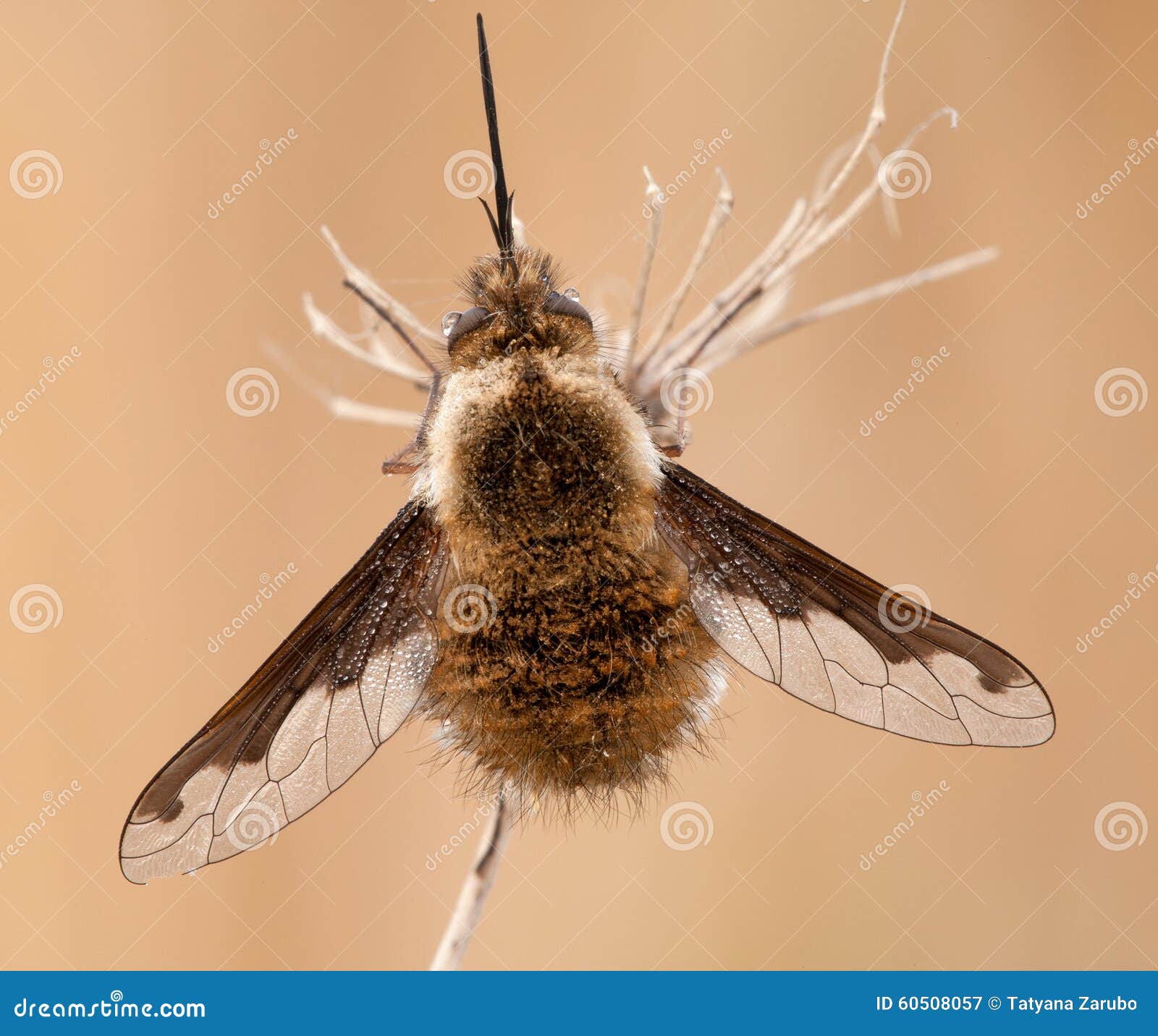 Bombylius Major Parasitic Bee Fly On Frog Fruit Phyla Nodiflora Stock ...
