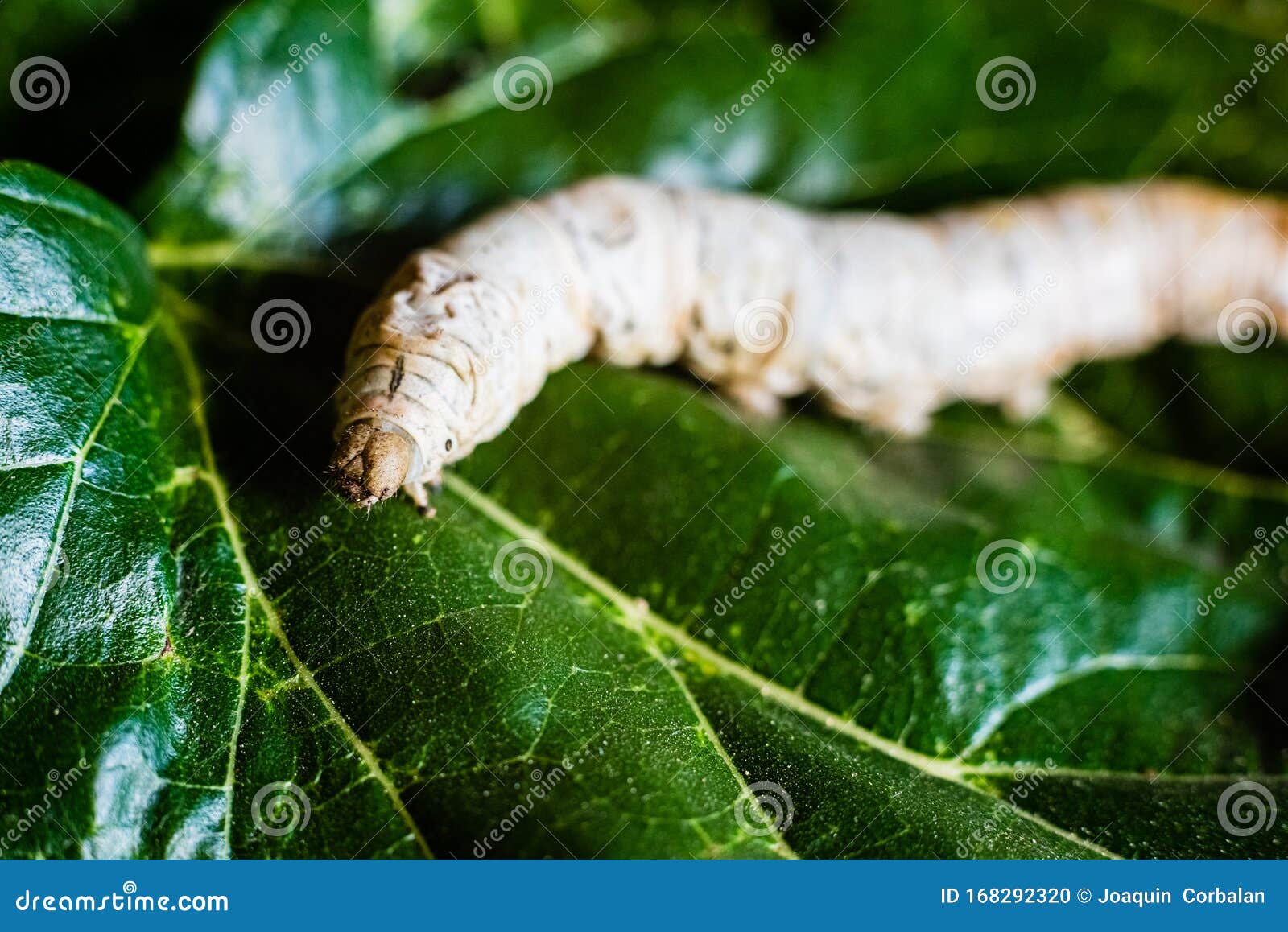 A Bombyx Mori Alone, Silkworm, on Green Mulberry Leaves, the only Tree ... A Bombyx Mori Alone, Silkworm, on Green Mulberry Leaves, the only Tree ...