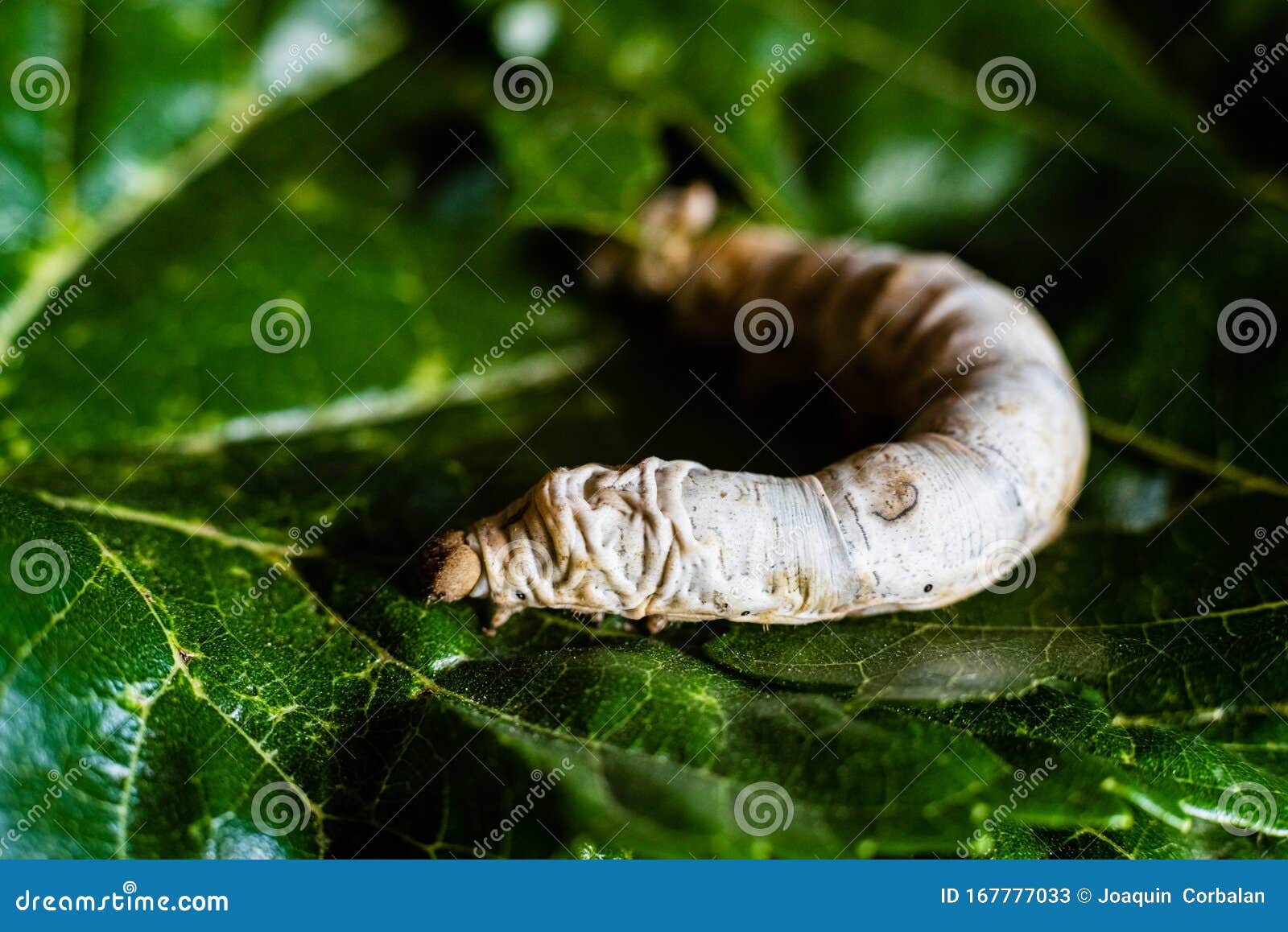 A Bombyx Mori Alone, Silkworm, on Green Mulberry Leaves, the only Tree ... A Bombyx Mori Alone, Silkworm, on Green Mulberry Leaves, the only Tree ...