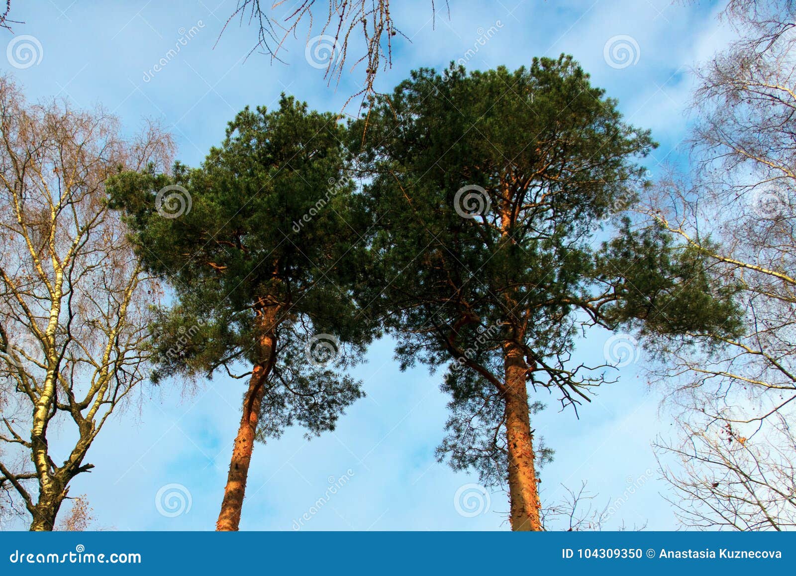Bomen stock foto. Image of mening, andere, sparren, tegen - 104309350