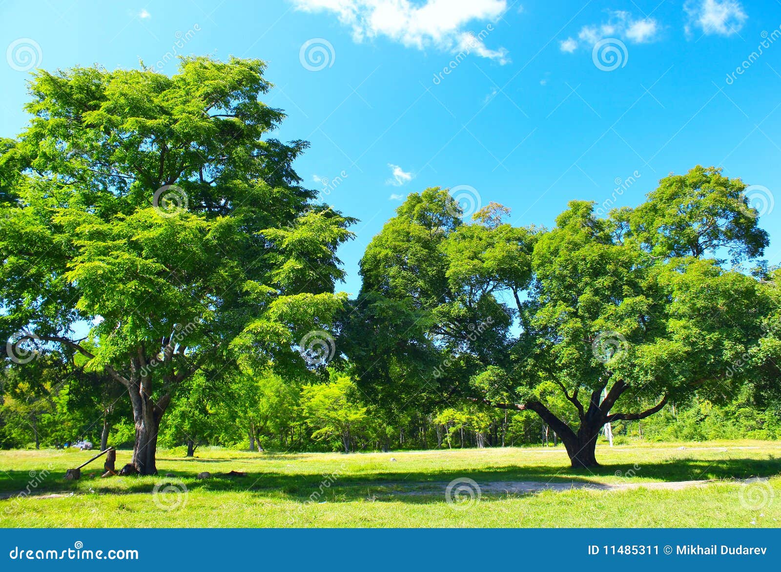 Bomen stock afbeelding. Image of gazon, weide, gebied - 11485311