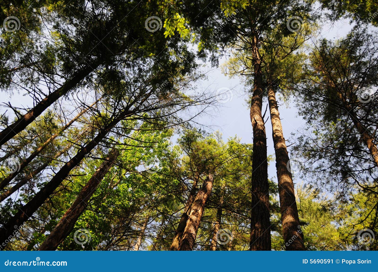 Bomen stock afbeelding. Image of stam, schild, vegetatie - 5690591