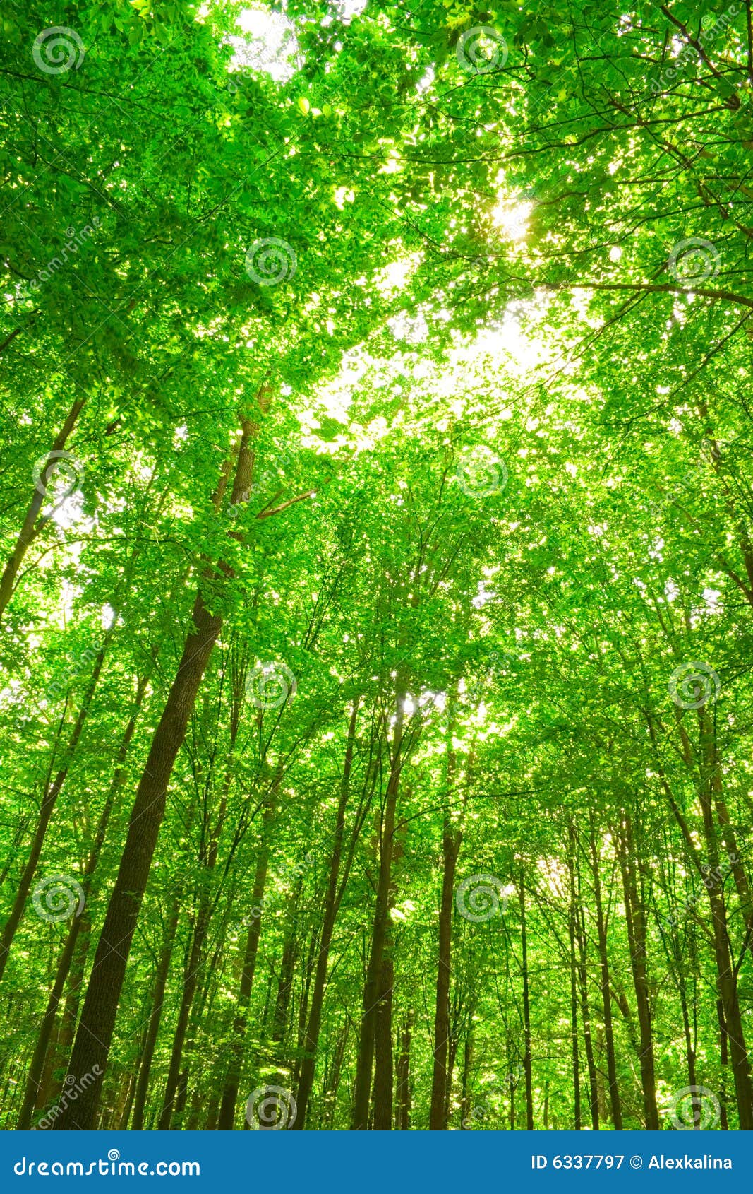 Bomen stock afbeelding. Image of helder, straal, zonnig - 6337797