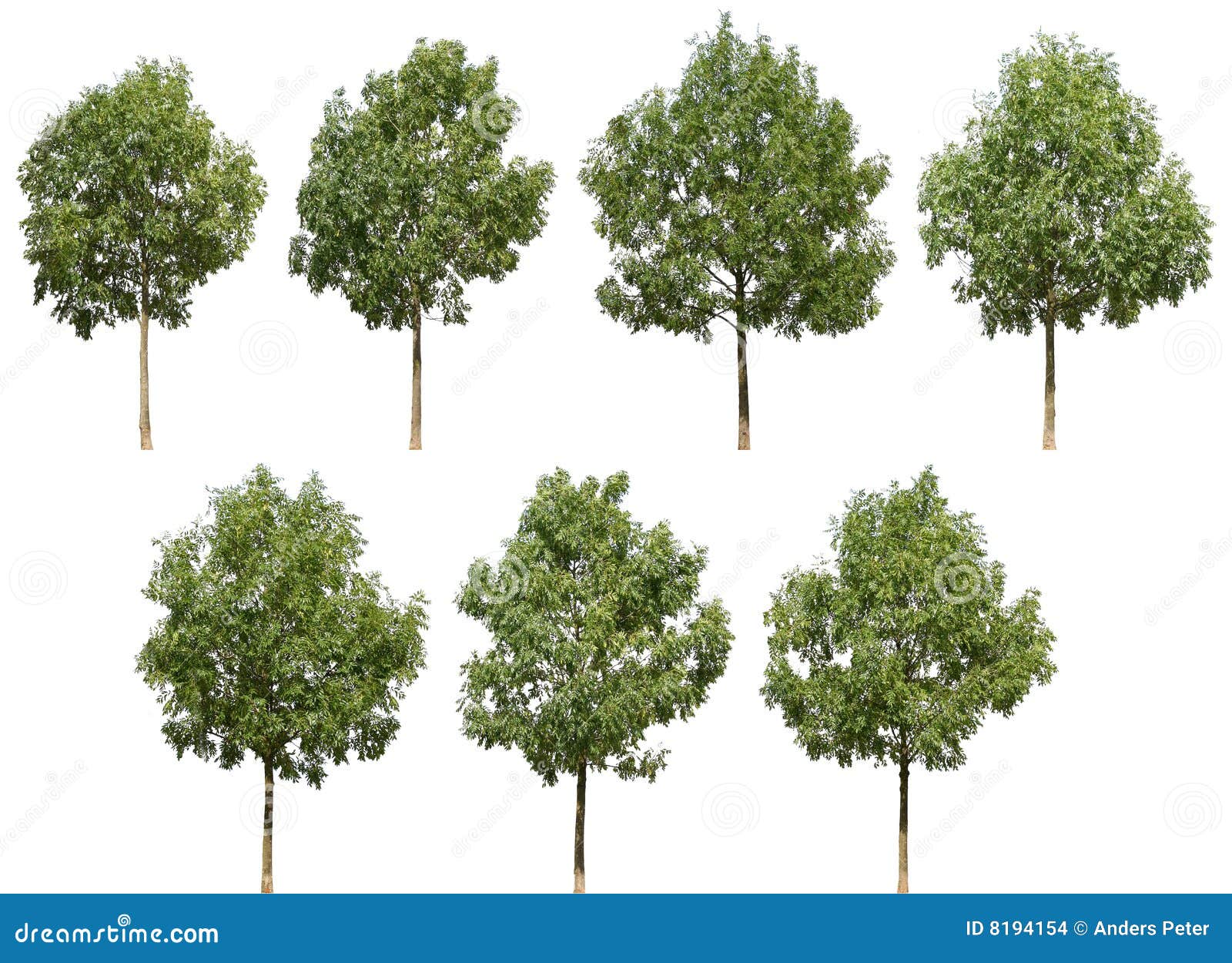 Bomen stock foto. Image of lente, boom, vorst, boomstammen - 8194154