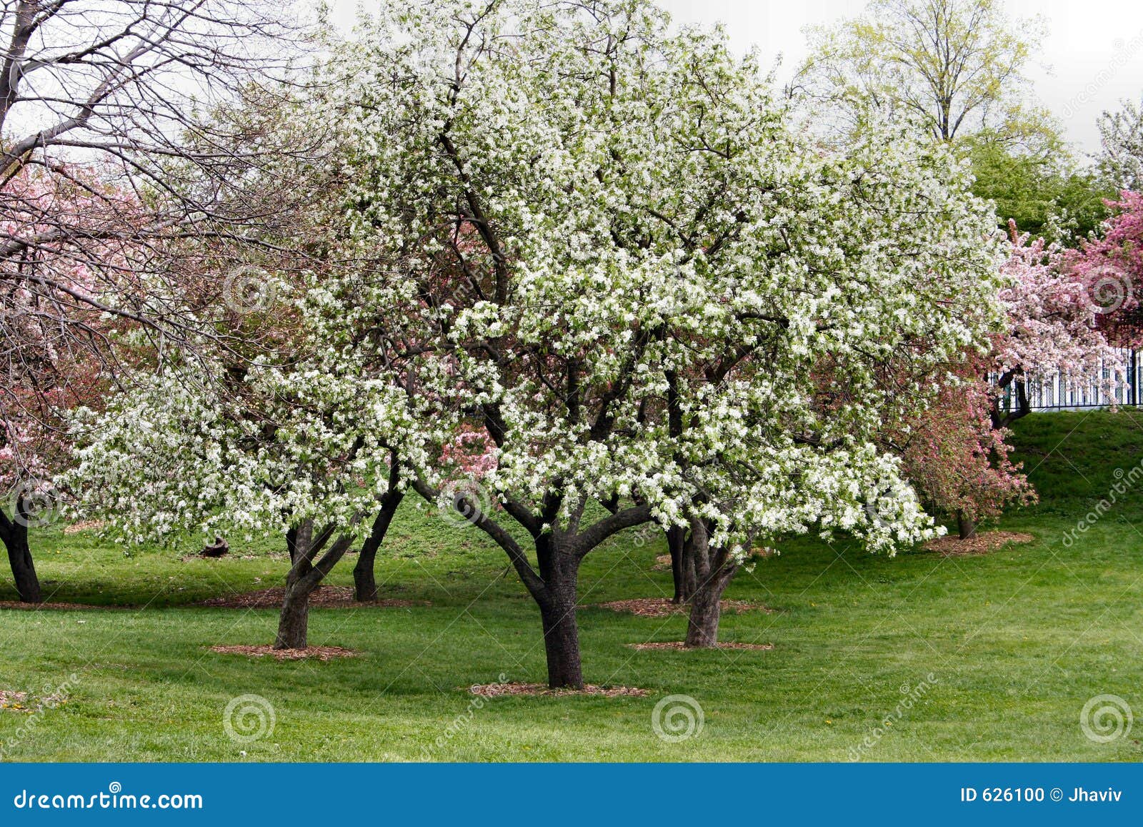Bomen in Bloei stock foto. Image of reis, bomen, vers, kleuren - 626100