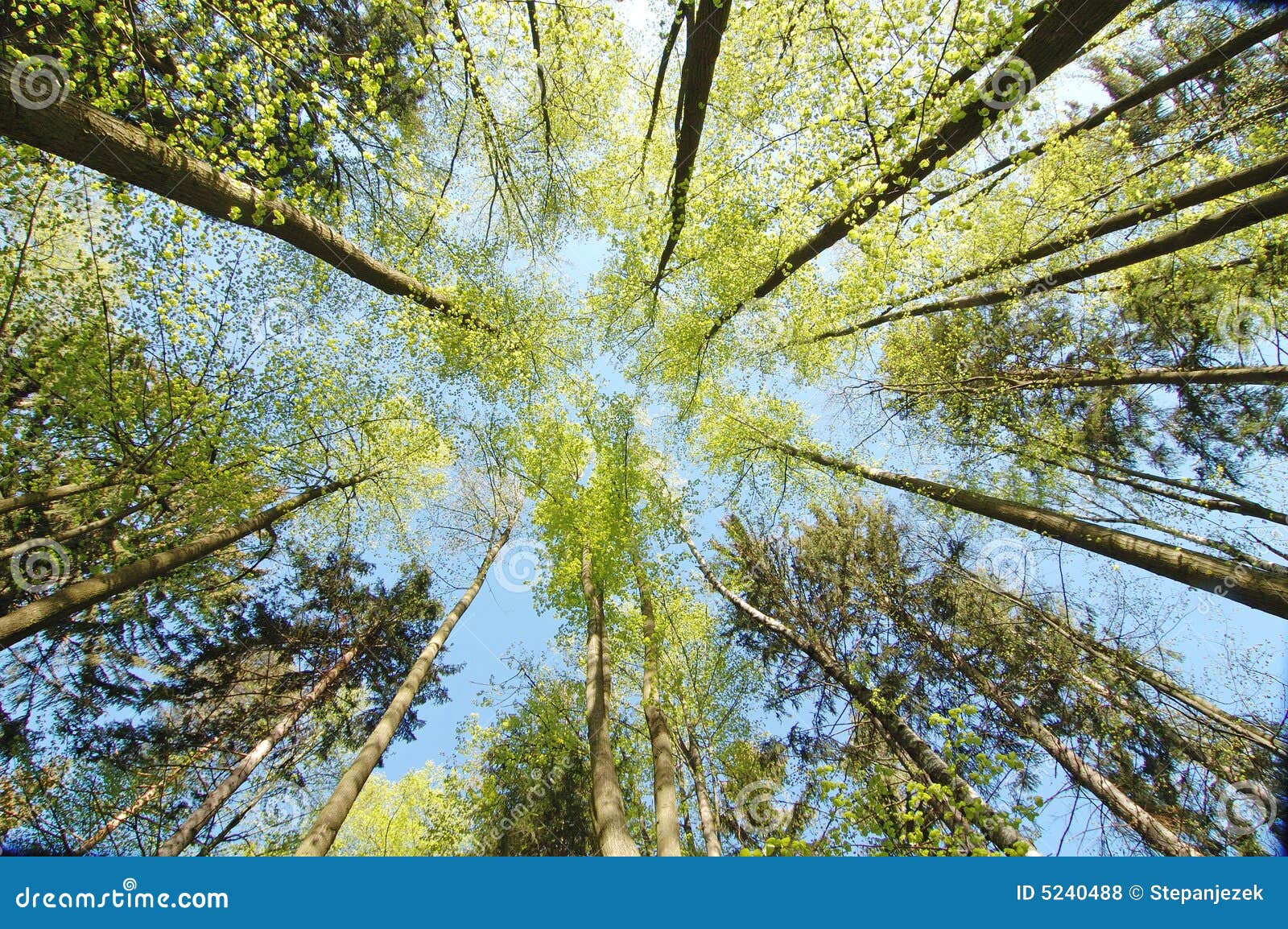 Bomen in bos stock foto. Image of schors, park, landschap - 5240488