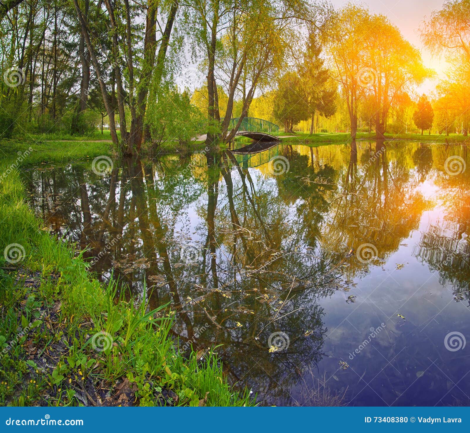 Bomen in De Avond Zon Dichtbij Een Vijver in Stadspark Stock Foto ...