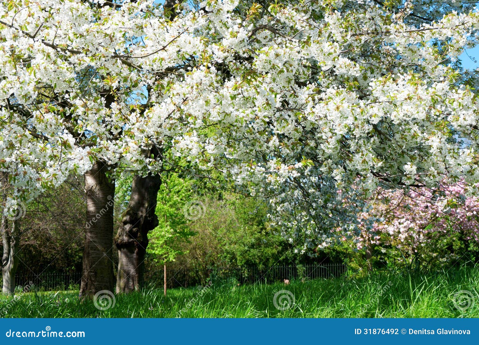Bomen Met Blauwe Bloemen - Bloemen