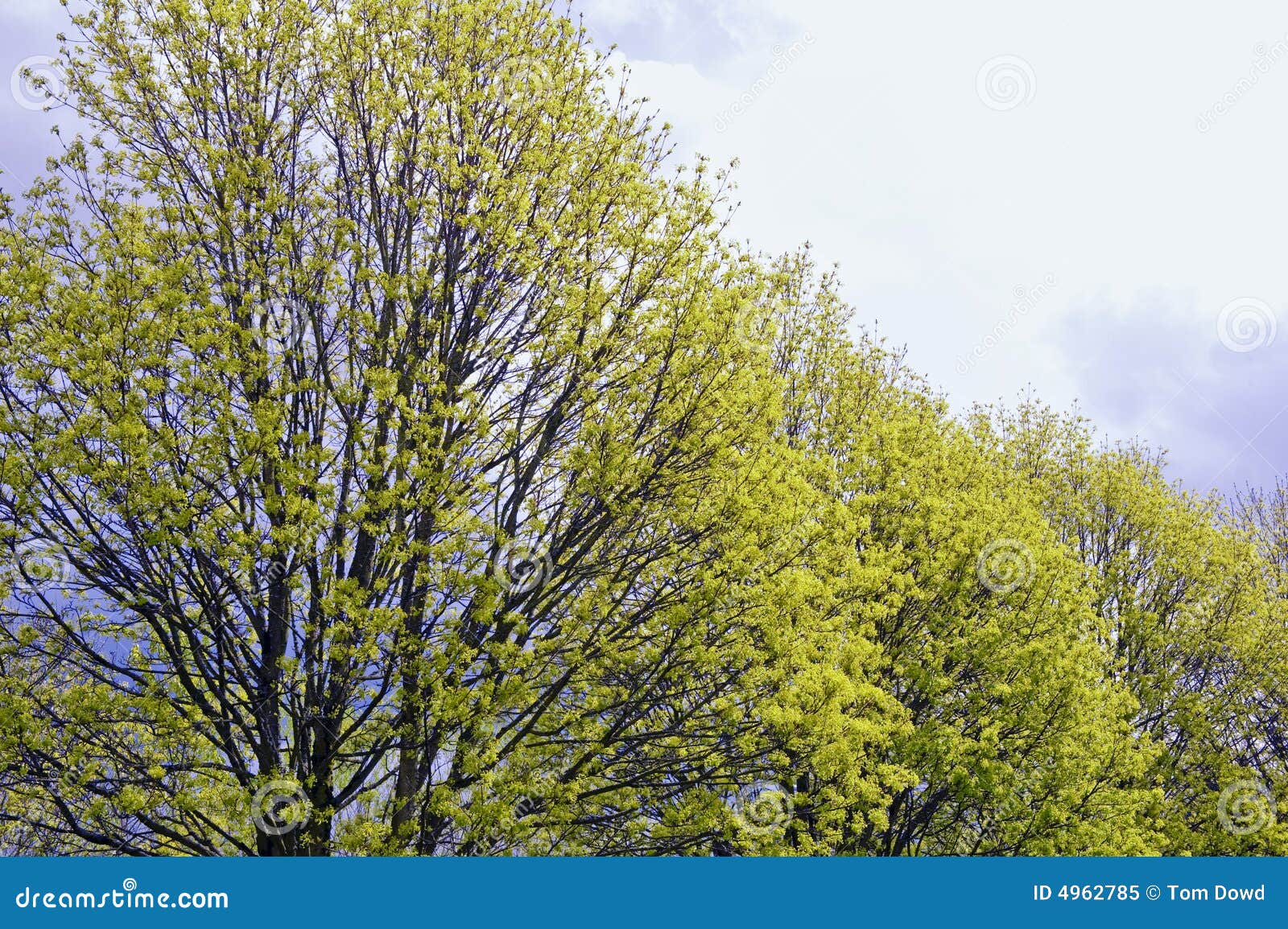 Bomen in de Vroege Lente stock afbeelding. Image of schakelaar - 4962785