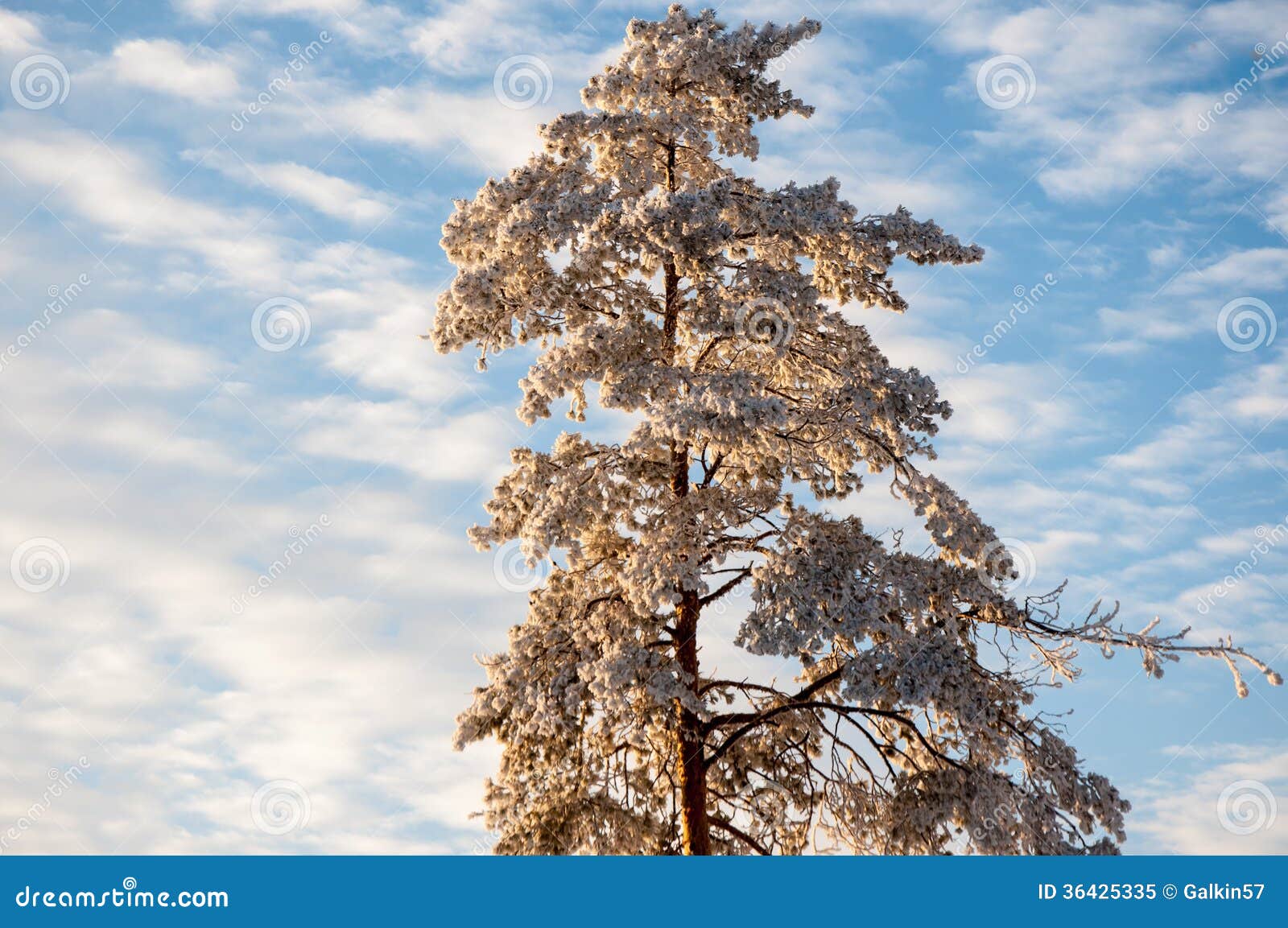 Bomen in de winter stock afbeelding. Image of helder - 36425335