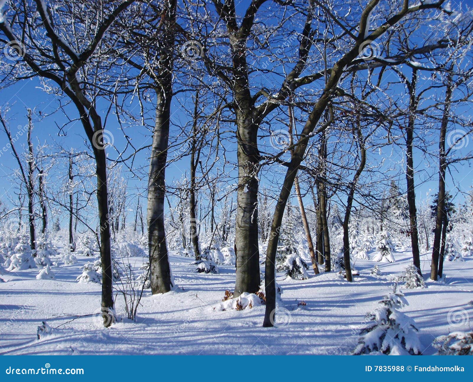 Bomen in de winter stock foto. Image of sneeuwband, schaduw - 7835988