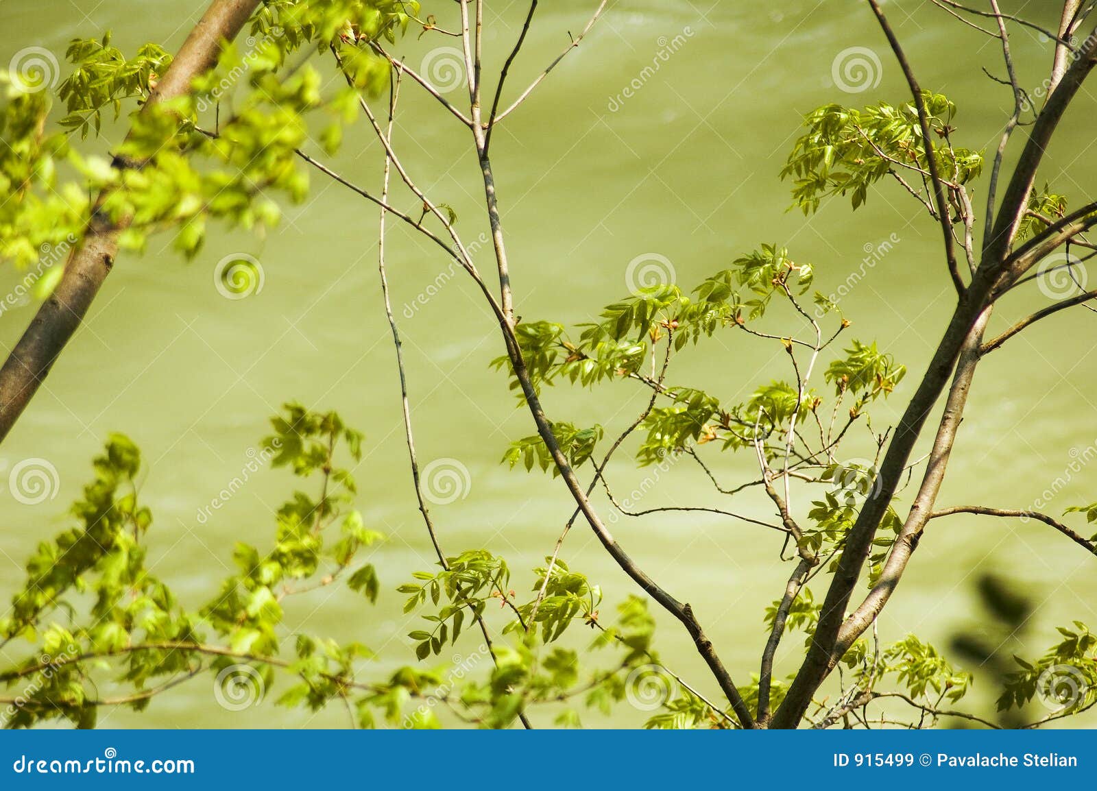 Bomen Die in De Wind Slingeren Stock Afbeelding - Image of kalmte ...