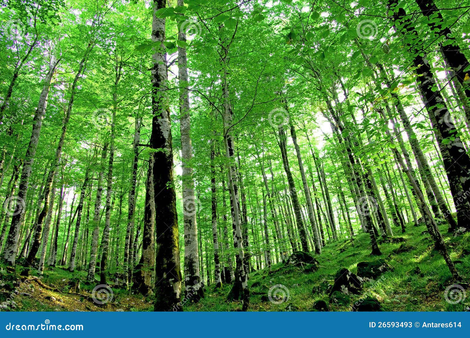 Bomen in een bos stock afbeelding. Image of teller, geheimzinnigheid ...