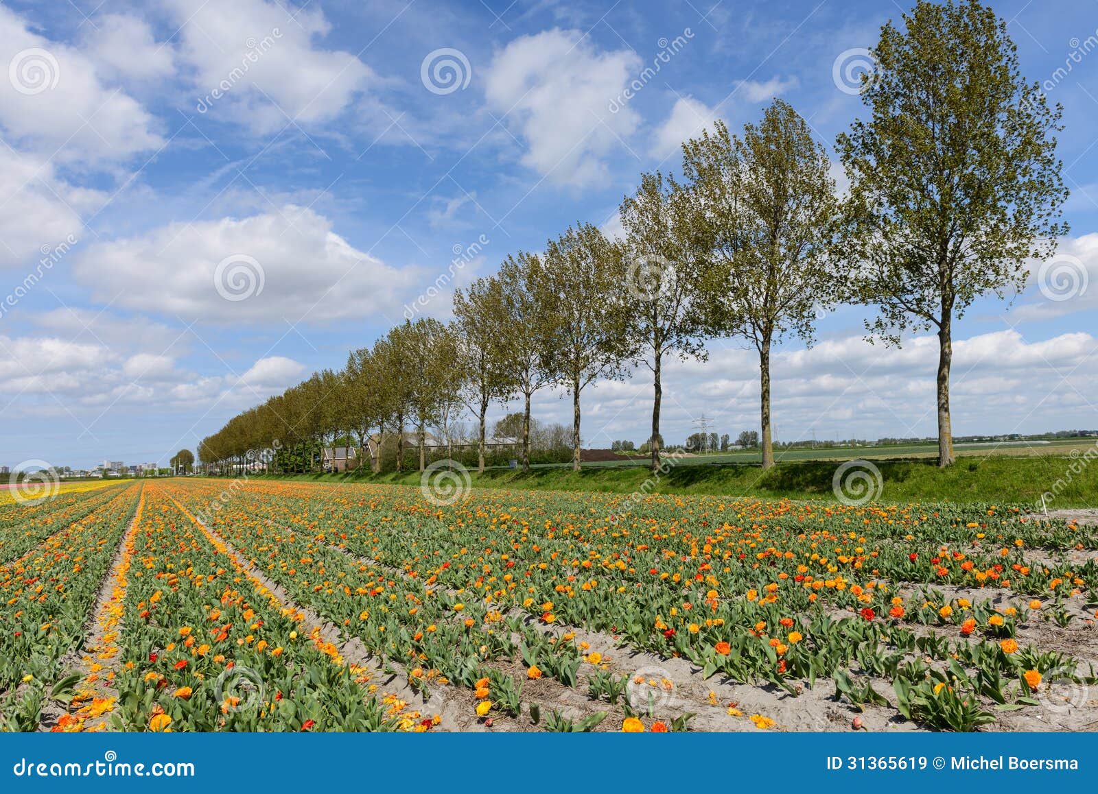 Bomen En Tulpen in Nederlands Landschap Stock Afbeelding - Image of nederlands, blauw: 31365619