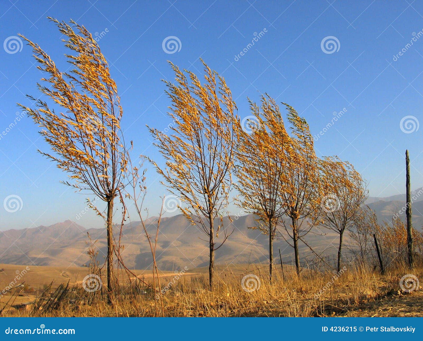 Bomen en wind stock afbeelding. Image of bomen, weer, geel - 4236215