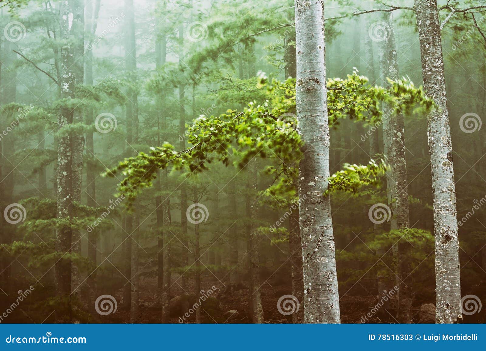 Bomen in Het Bos Door De Wind Wordt Bewogen Die Stock Afbeelding ...