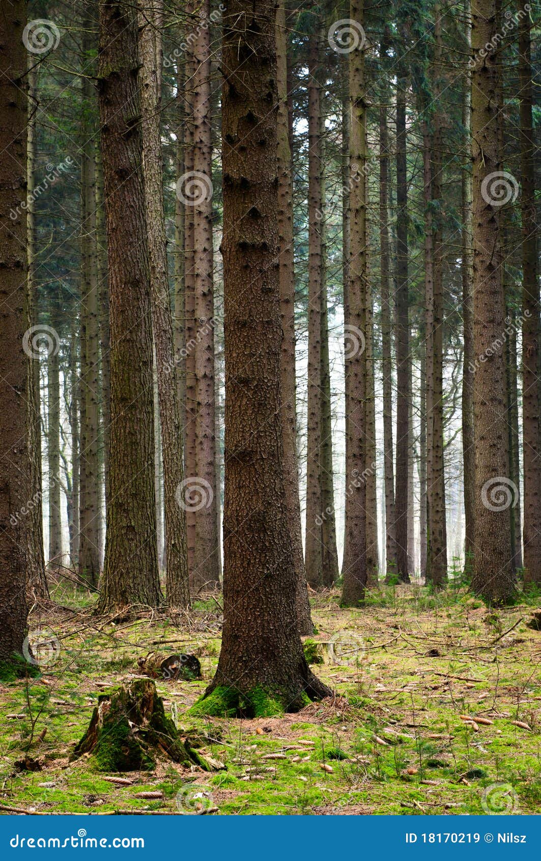 Bomen in het hout stock afbeelding. Image of hout, landschap - 18170219
