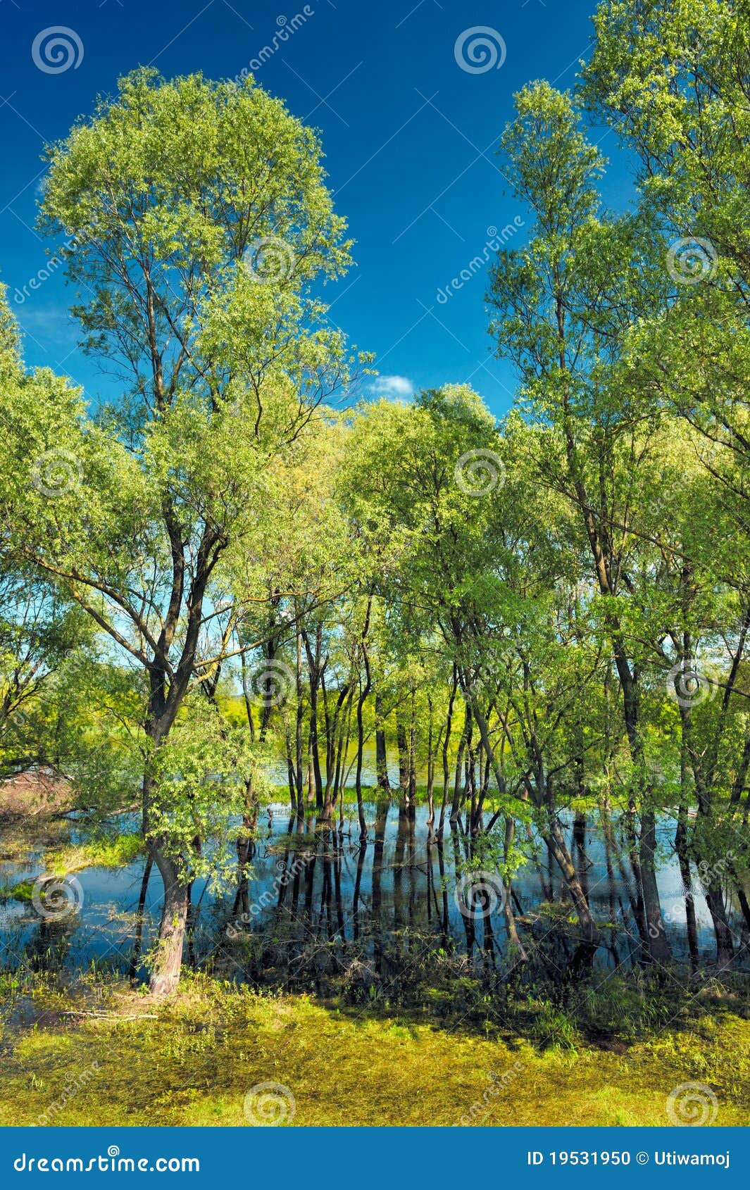 Bomen in Het Moeras Dichtbij Narew Rivier, Polen Stock Foto - Image of ...