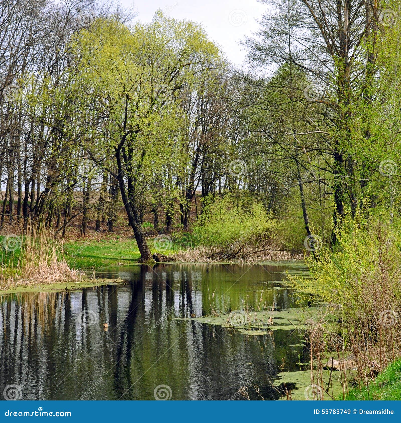 Bomen in Het Water Worden Weerspiegeld Dat Stock Afbeelding - Image of ...