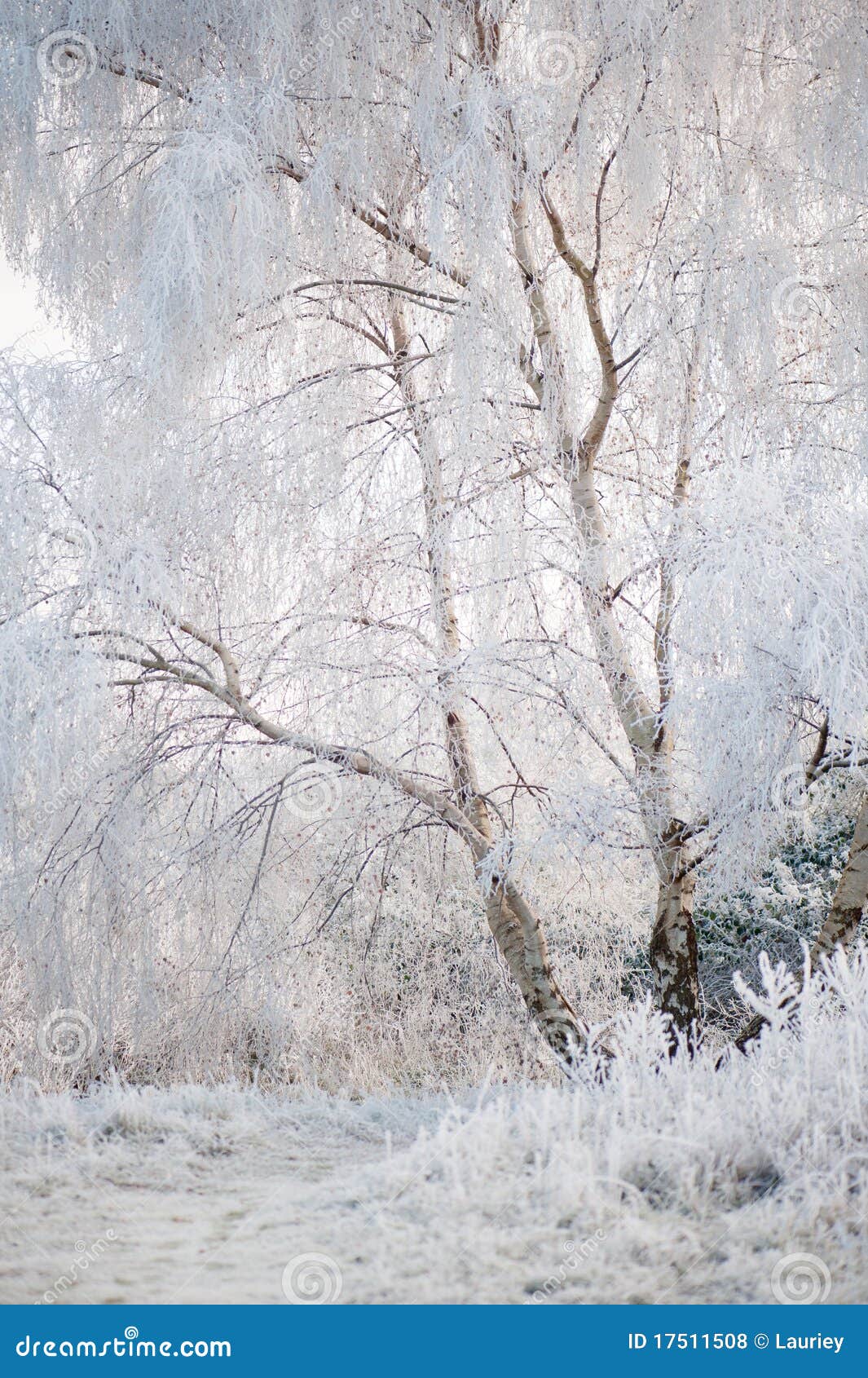 Bomen Met De Vorst Van De Winter Stock Foto - Image of winter, vorst ...