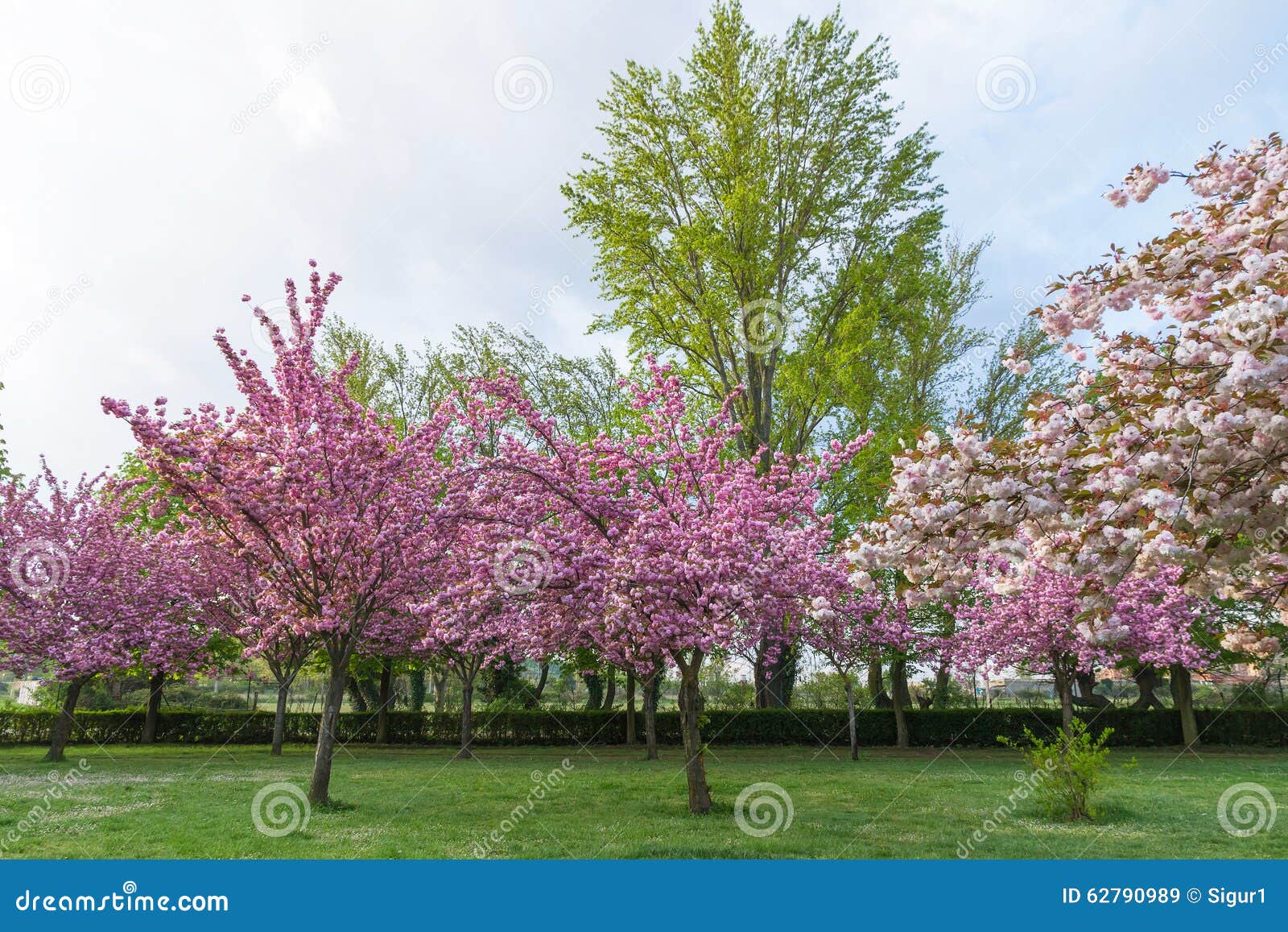 Bomen Met Roze Bloemen in De Lente Stock Afbeelding - Image of ...
