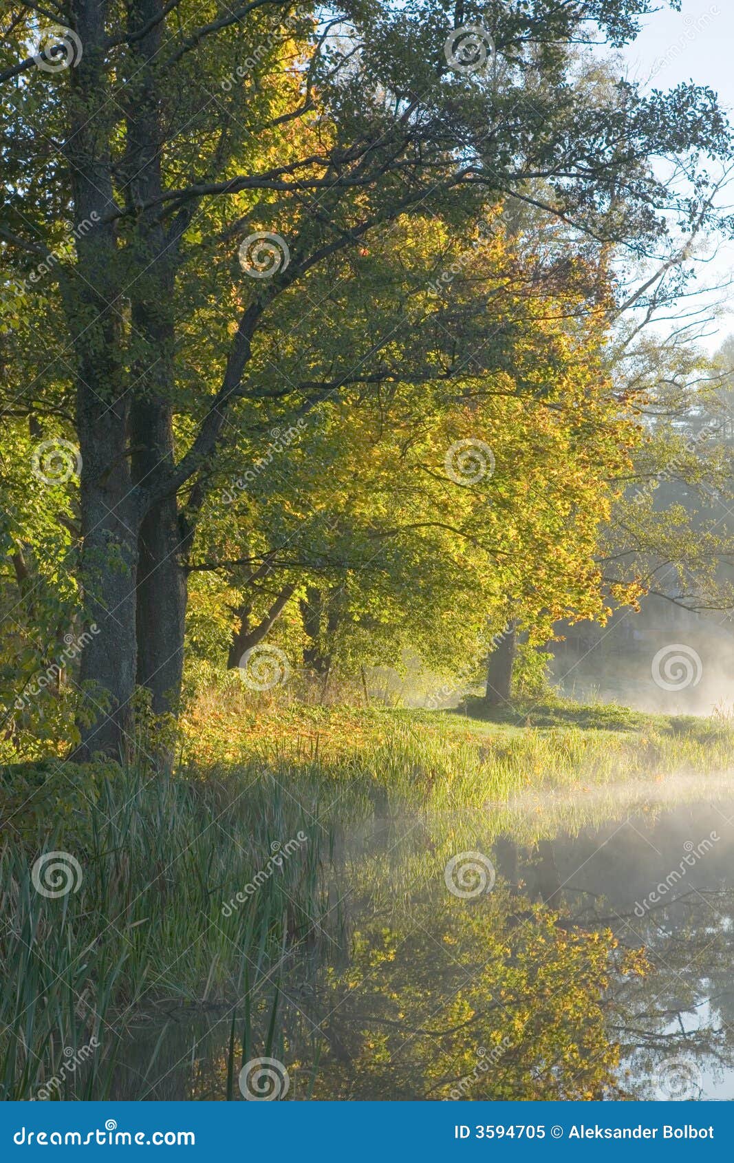 Bomen Over Kalm Mistig Water Stock Afbeelding - Image of reflex, rustig ...