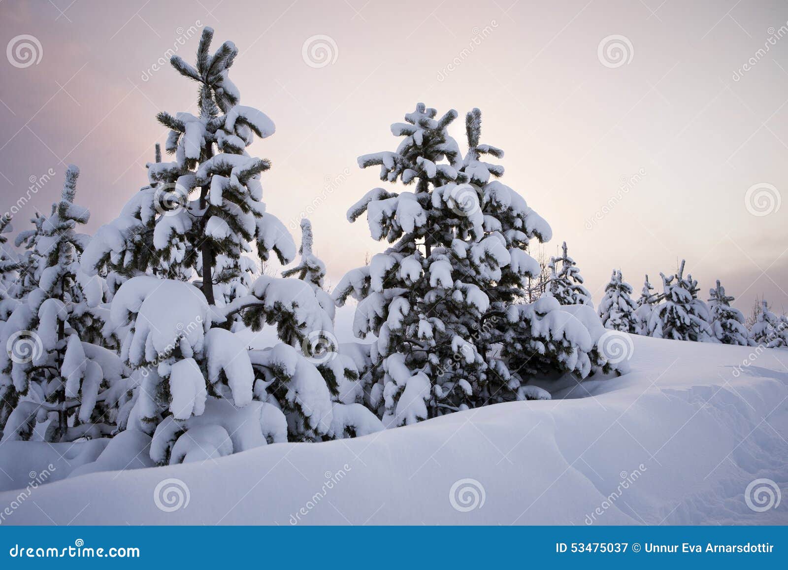 Bomen in sneeuw stock afbeelding. Image of ijsland, winter - 53475037