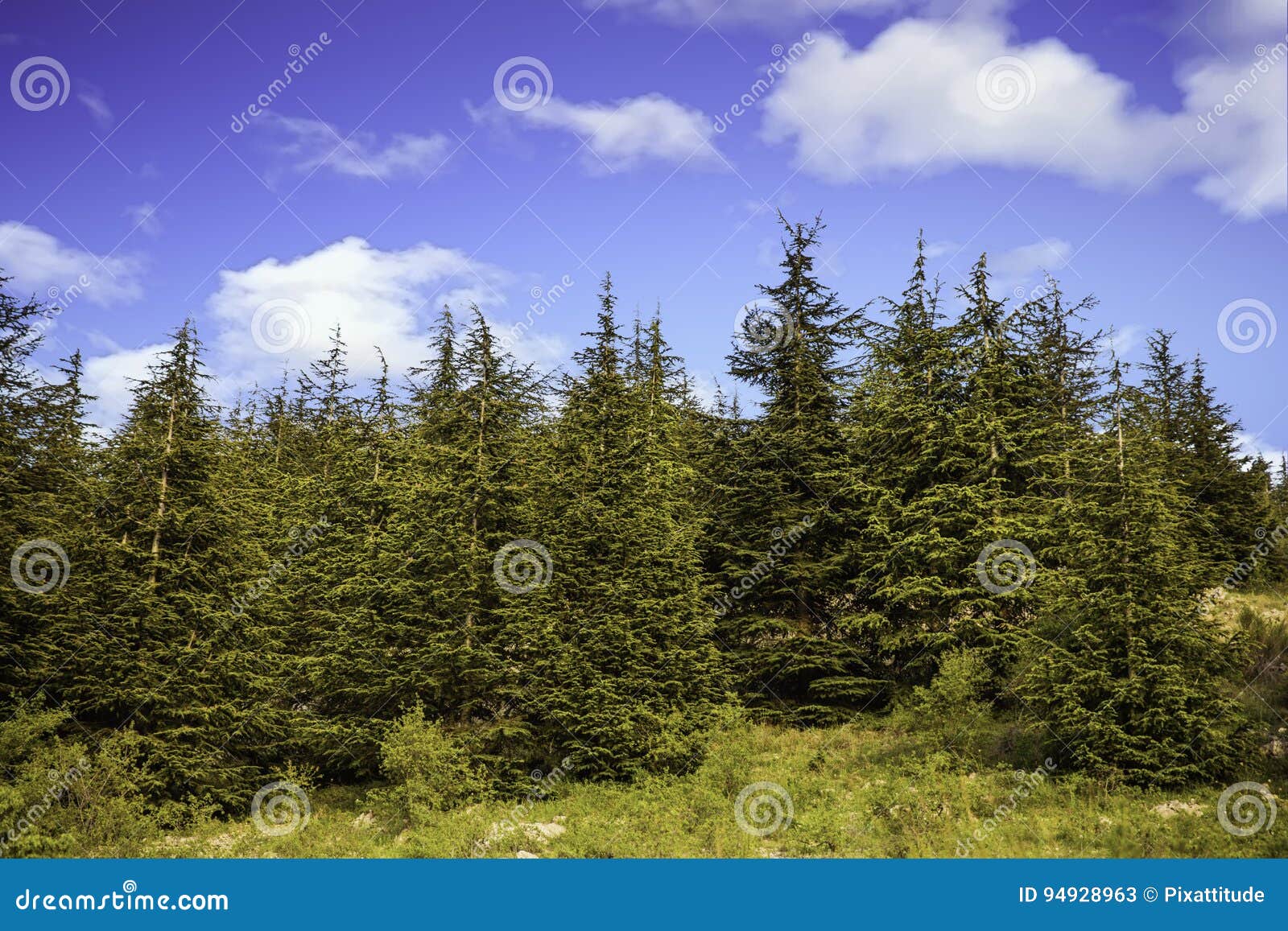Bomen Van Al Shouf Cedar Nature Reserve Barouk Libanon Stock Afbeelding ...