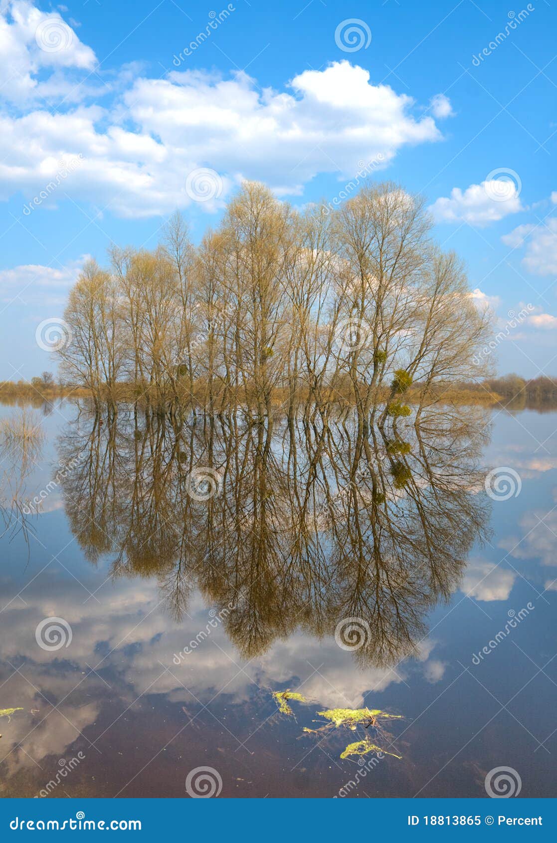 Bomen in water-weide stock afbeelding. Image of groen - 18813865