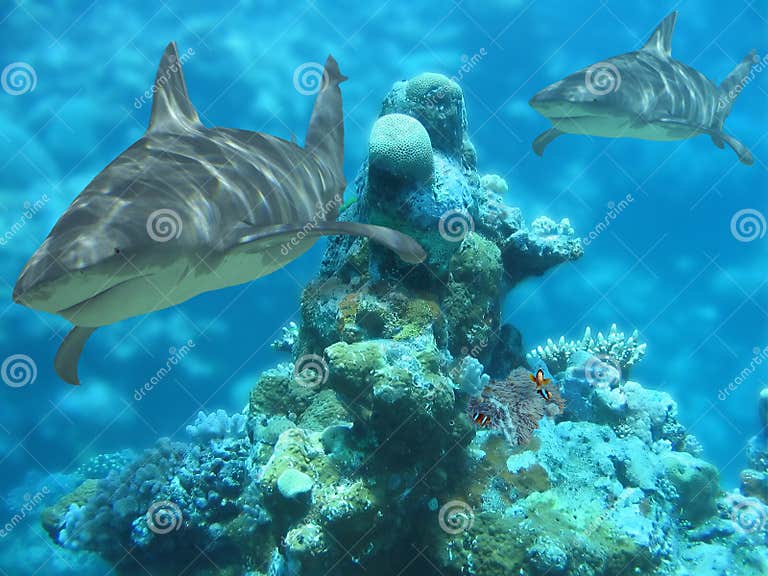 Bommie stock image. Image of snorkel, aquarium, australia - 473305
