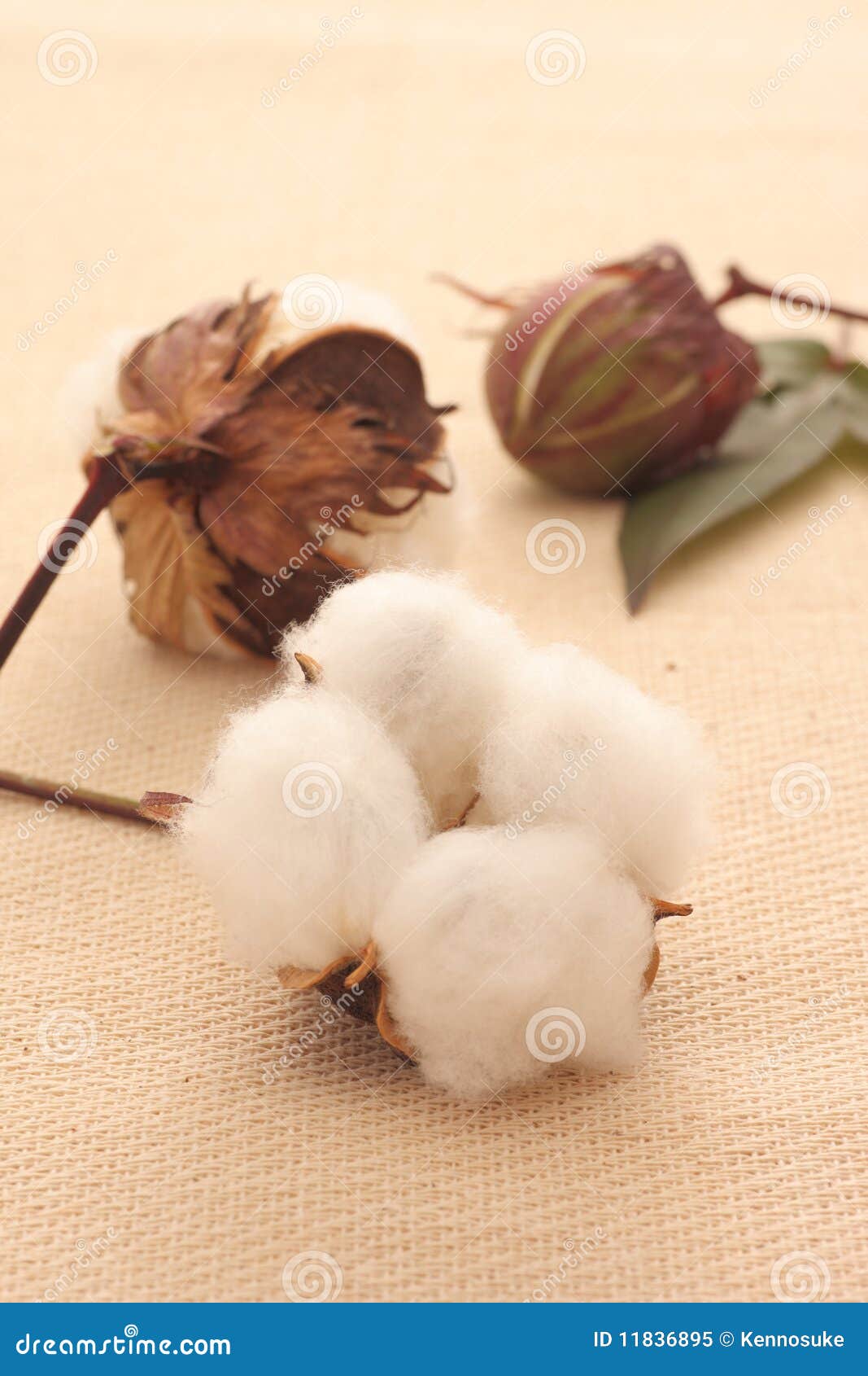 Bomull fotografering för bildbyråer. Bild av vitt, stuga - 11836895