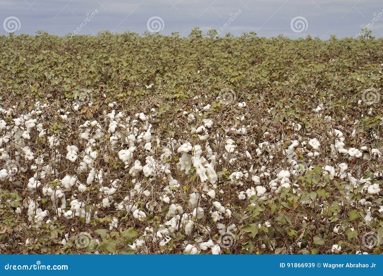 Bomull fotografering för bildbyråer. Bild av fält, vett - 91866939