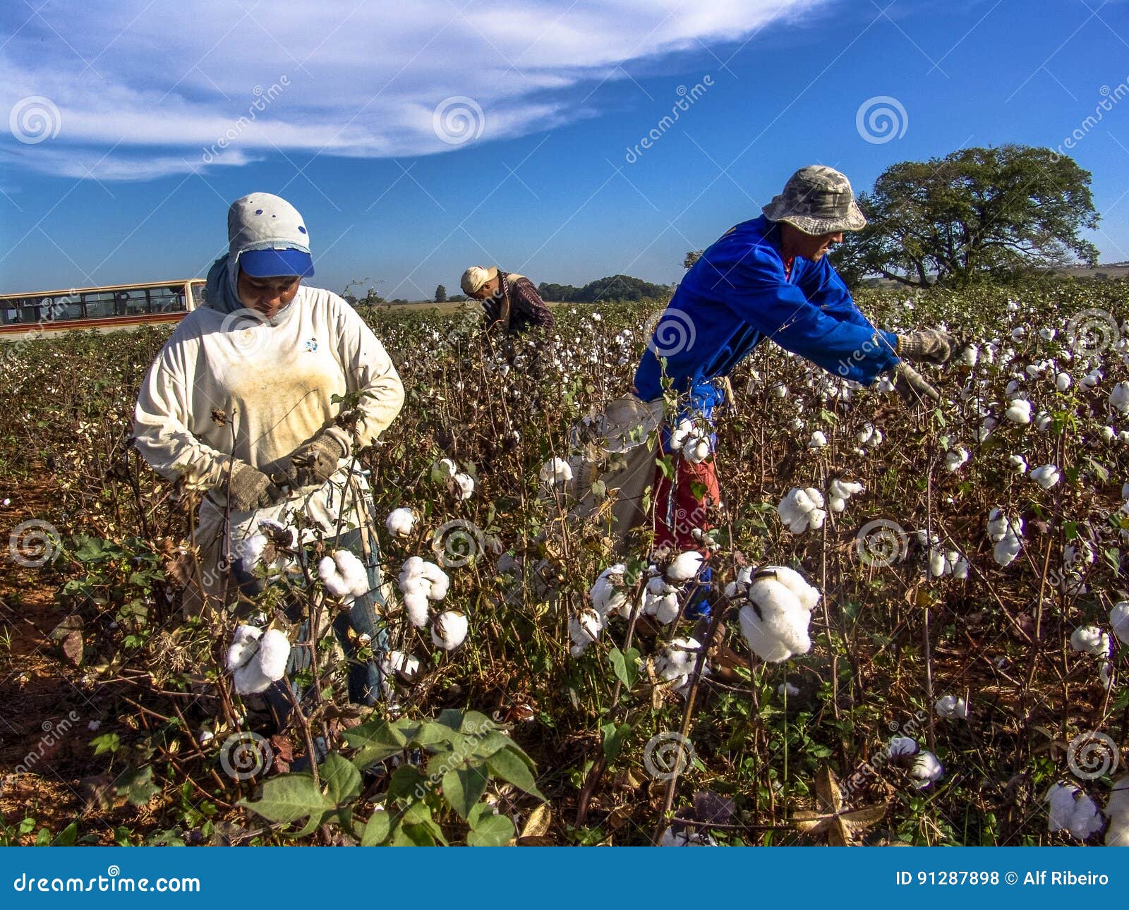 Bomullsplockning redaktionell arkivfoto. Bild av vinst - 91287898